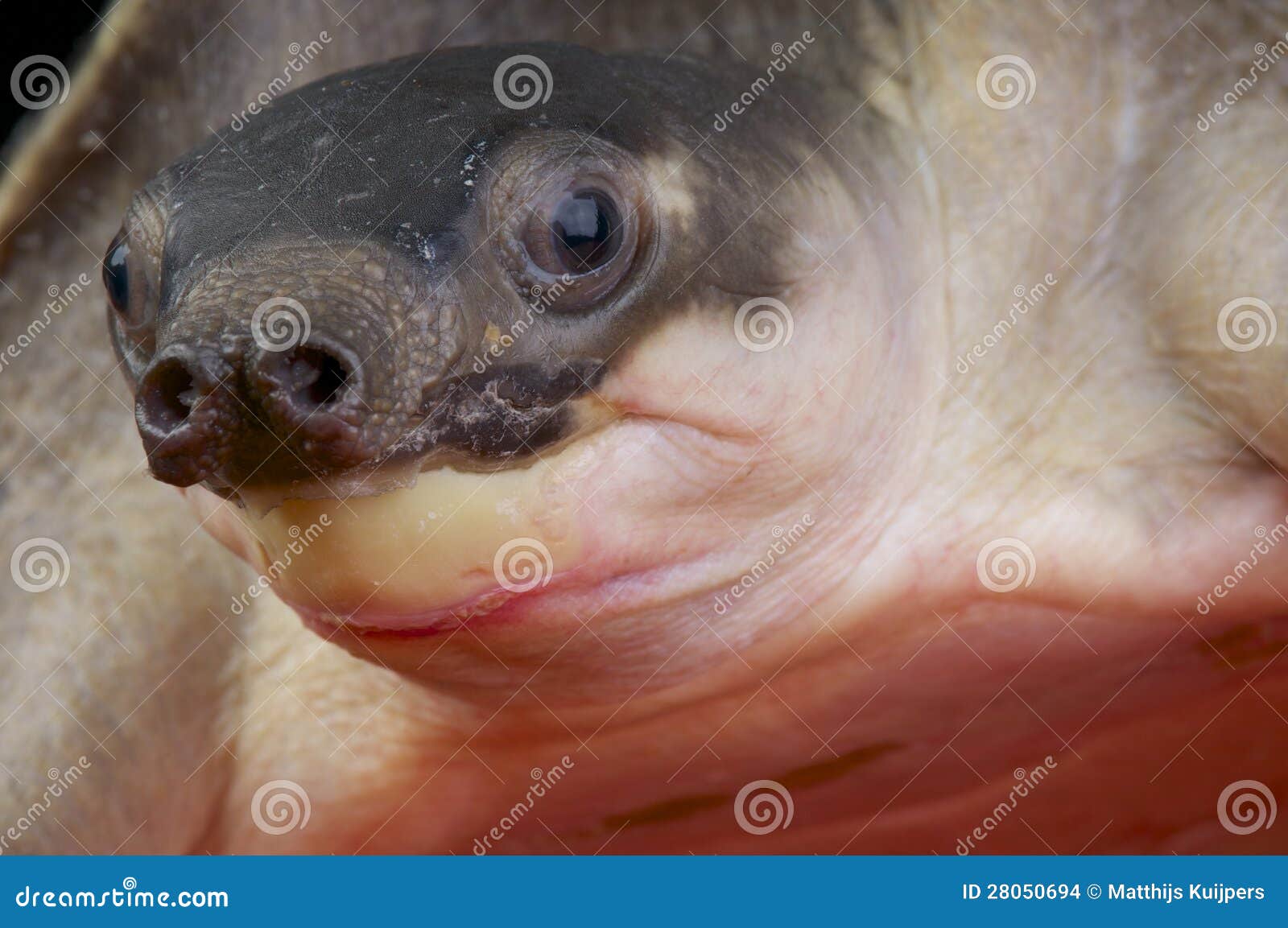 Long Nose Turtle Pig Nosed Turtles: The Jackalope Of Turtles
