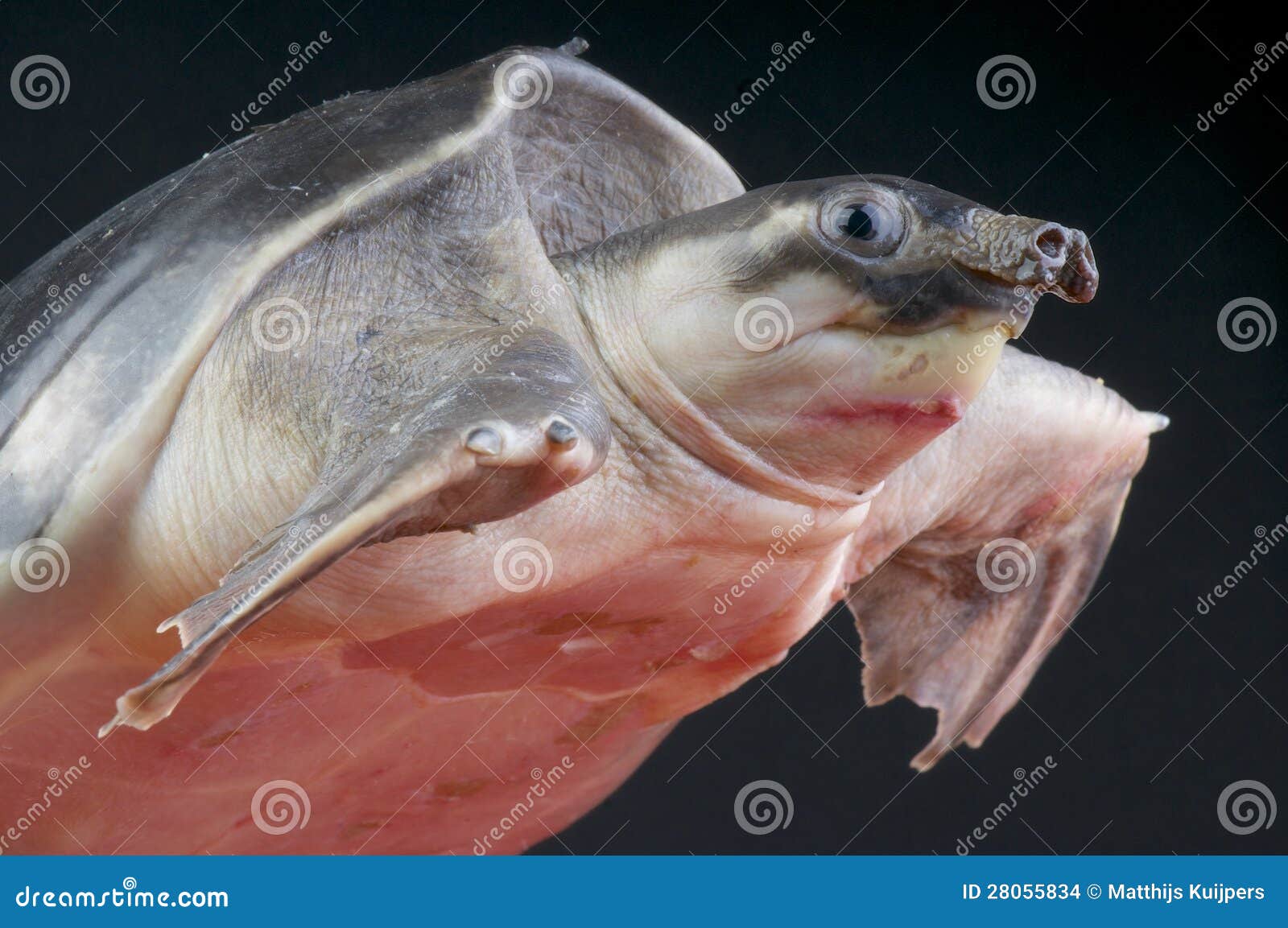 Pig-nosed Turtle / Carettochelys Insculpta Stock Photo - Image of papua ...