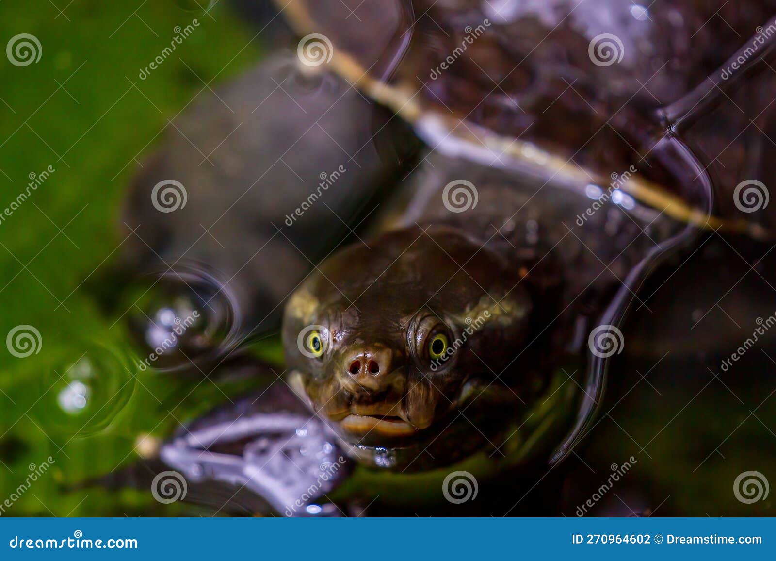 Pig-nosed Turtle Or Fly River Turtle Carettochelys Insculpta Isolated ...