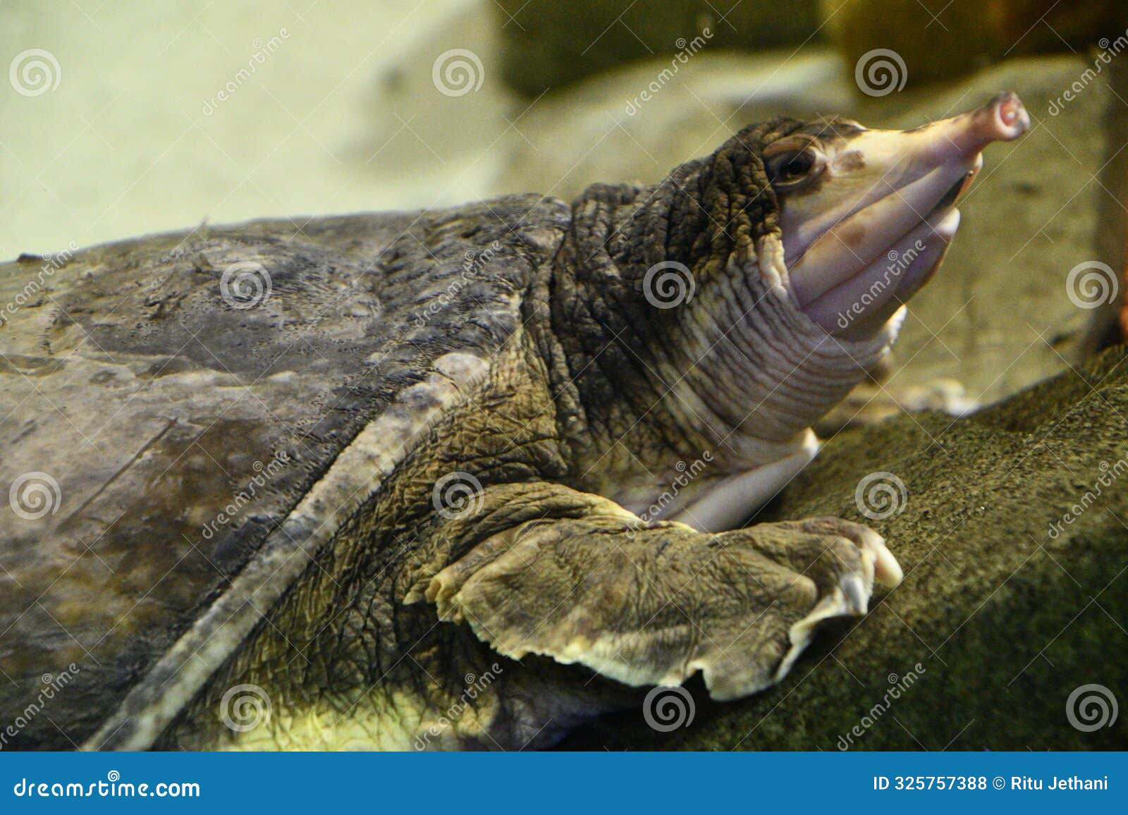 A Pig-Nosed Turtle stock photo. Image of natural, portrait - 325757388