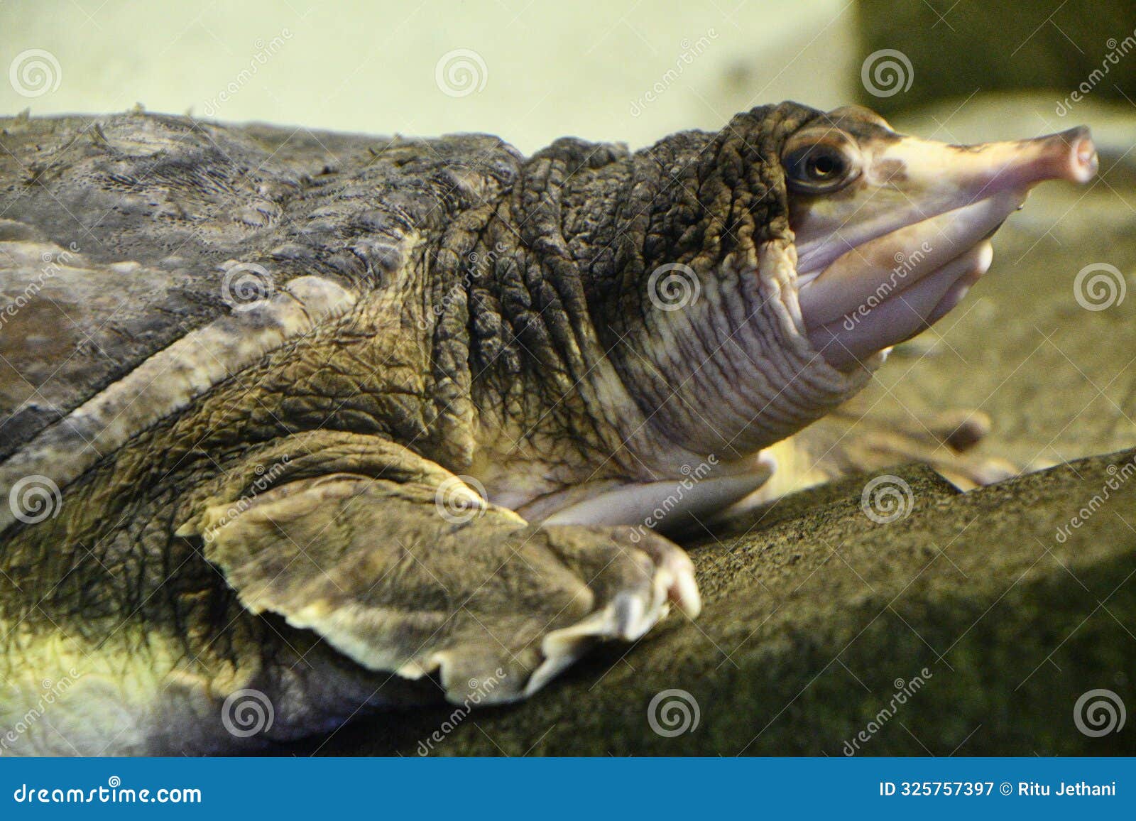A Pig-Nosed Turtle stock image. Image of nosed, guinea - 325757397