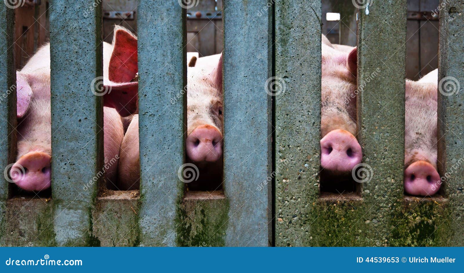 Pig noses stock image. Image of cute, animal, breed, mammal - 44539653