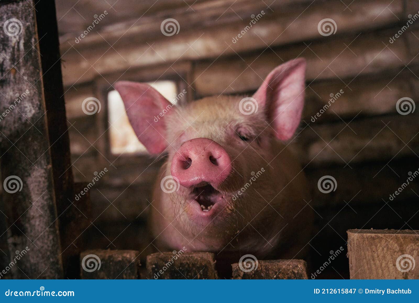 Pig Opened His Mouth at Shallow Depth of Field Stock Image - Image of ...