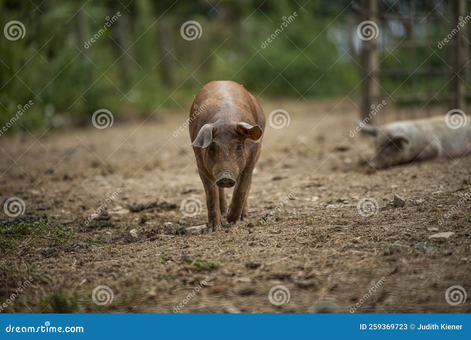 Pig on a Paddock Walks To the Camera Stock Image - Image of meat ...