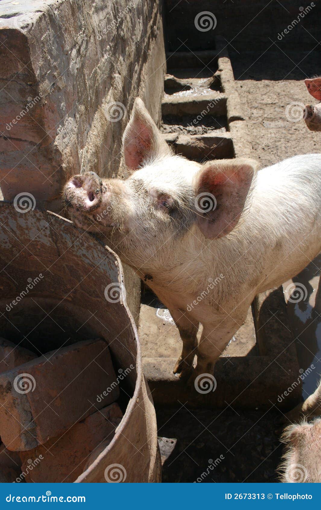 Pig in pen stock image. Image of gormandizer, animal, pigs - 2673313