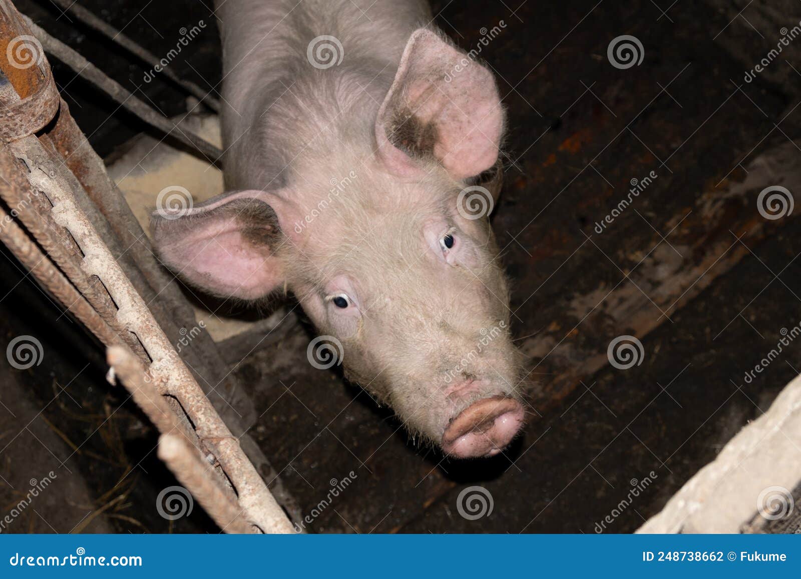 Pig in Pen Top View, Pork for Meat Production. Stock Photo - Image of ...