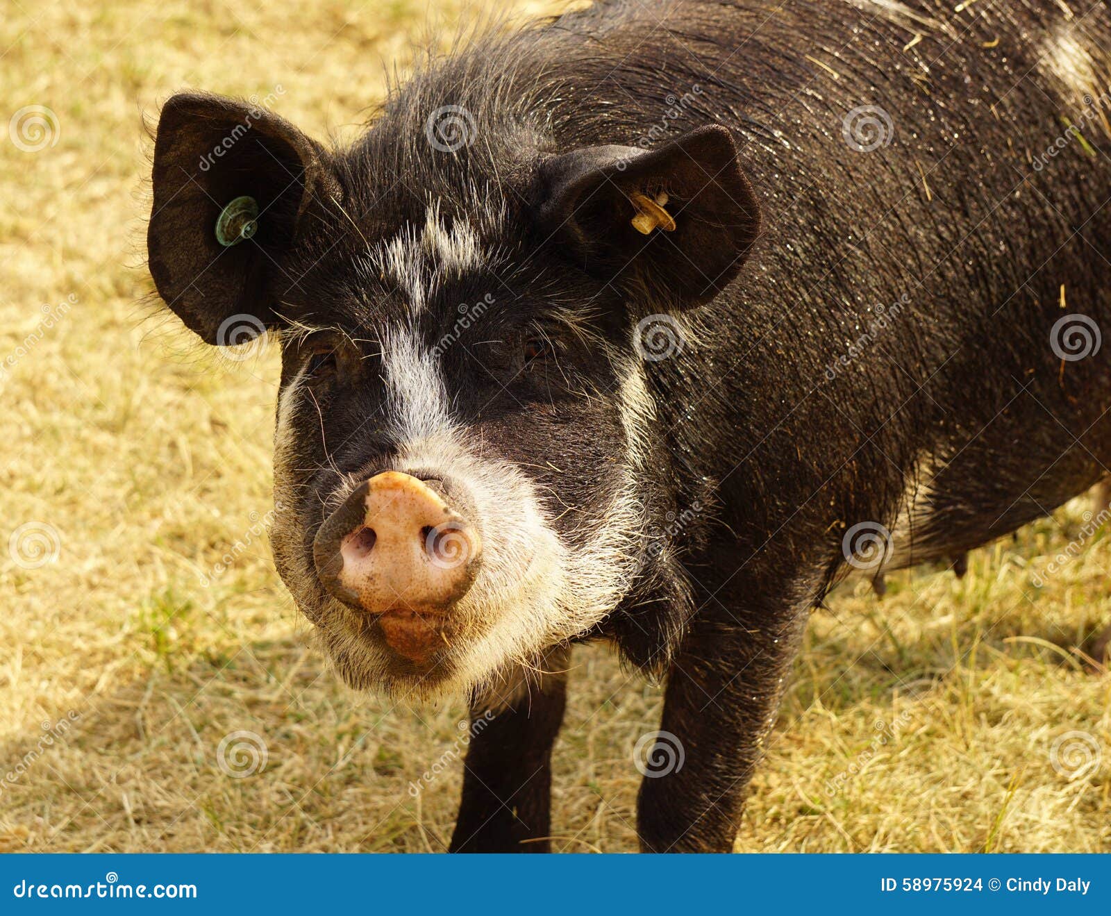 A pig stock photo. Image of farm, mammals, feeding, ranch - 58975924