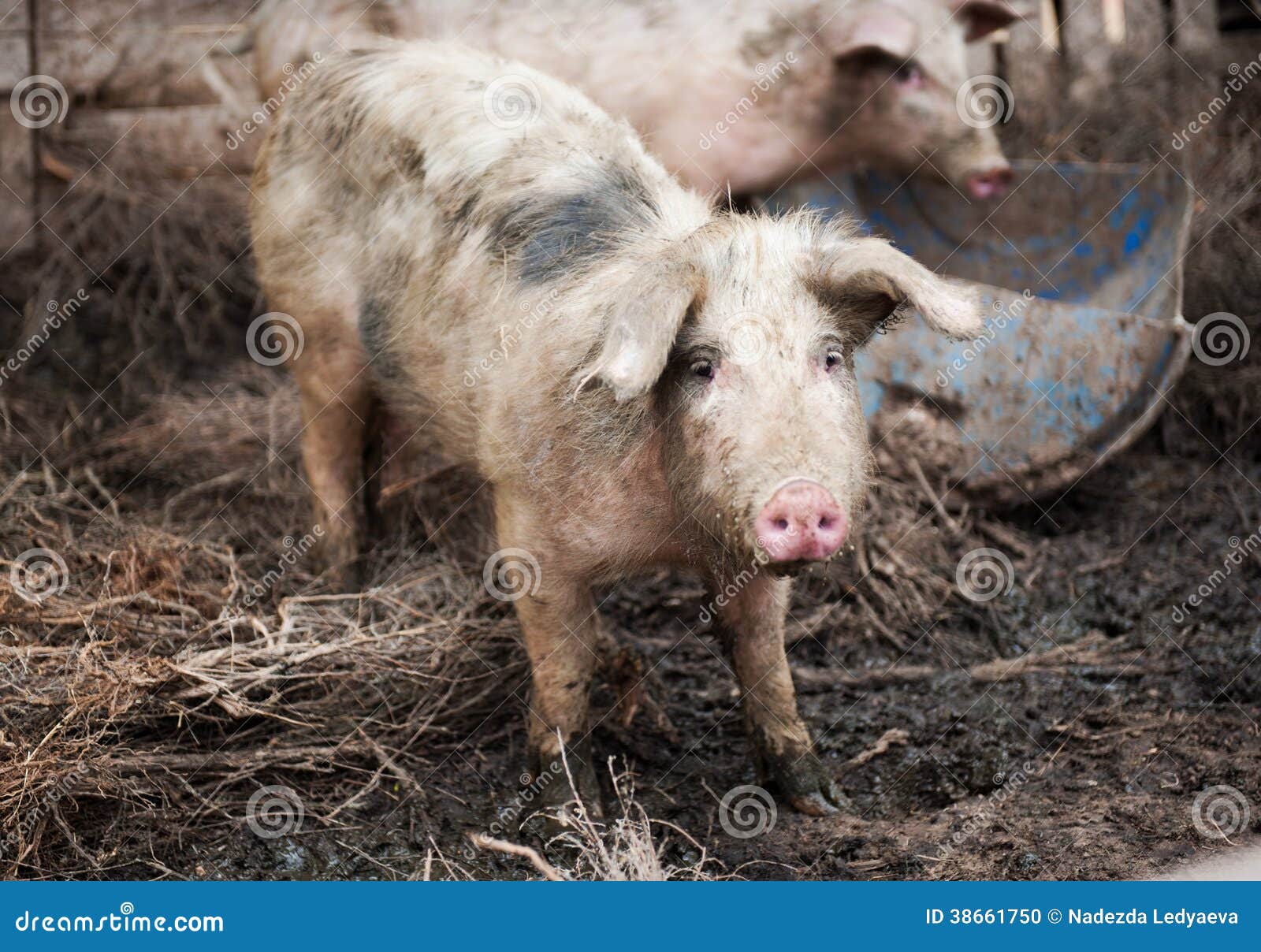 Ugly Pig Stock Images - 1,352 Photos - Page 2