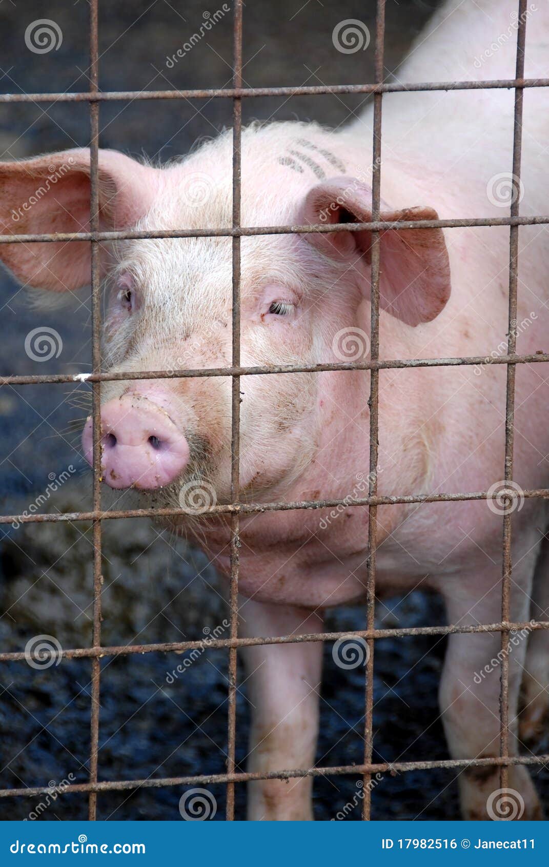 Pig in pig sty stock photo. Image of swine, animal, welfare - 17982516