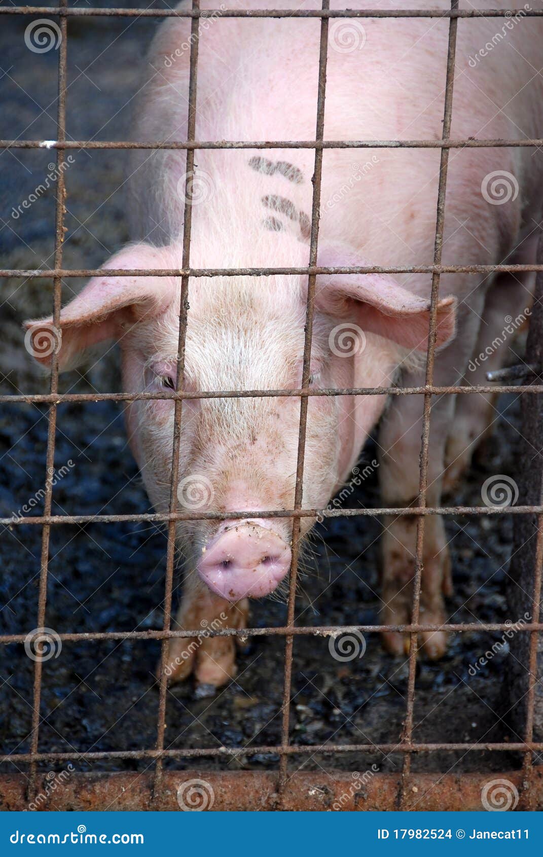 Pig in pig sty stock photo. Image of welfare, animal - 17982524