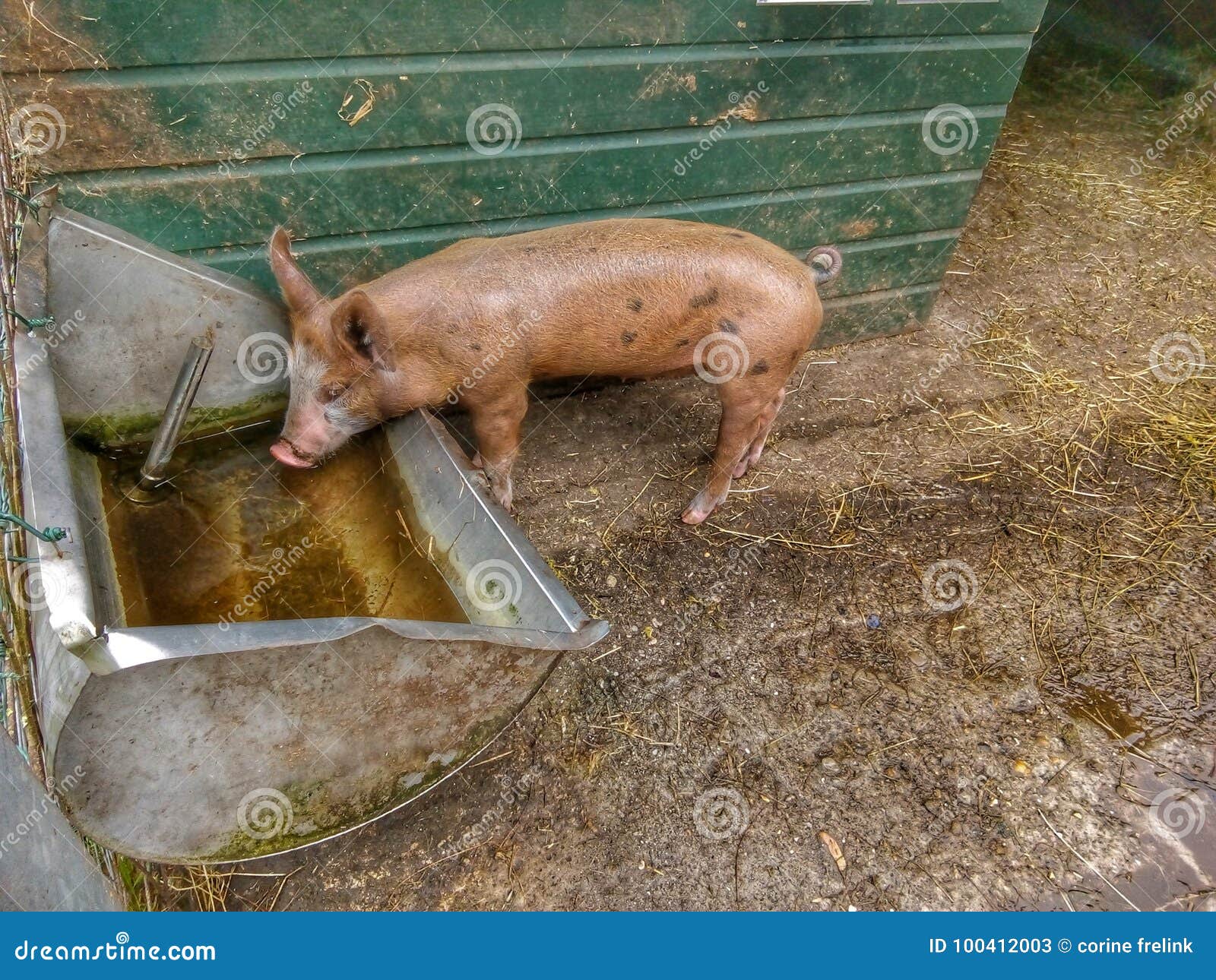 Pig stock image. Image of drinking, wildlife, piglet - 100412003