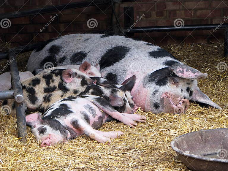 Pig and piglets stock photo. Image of sleep, mammal, village - 15673186