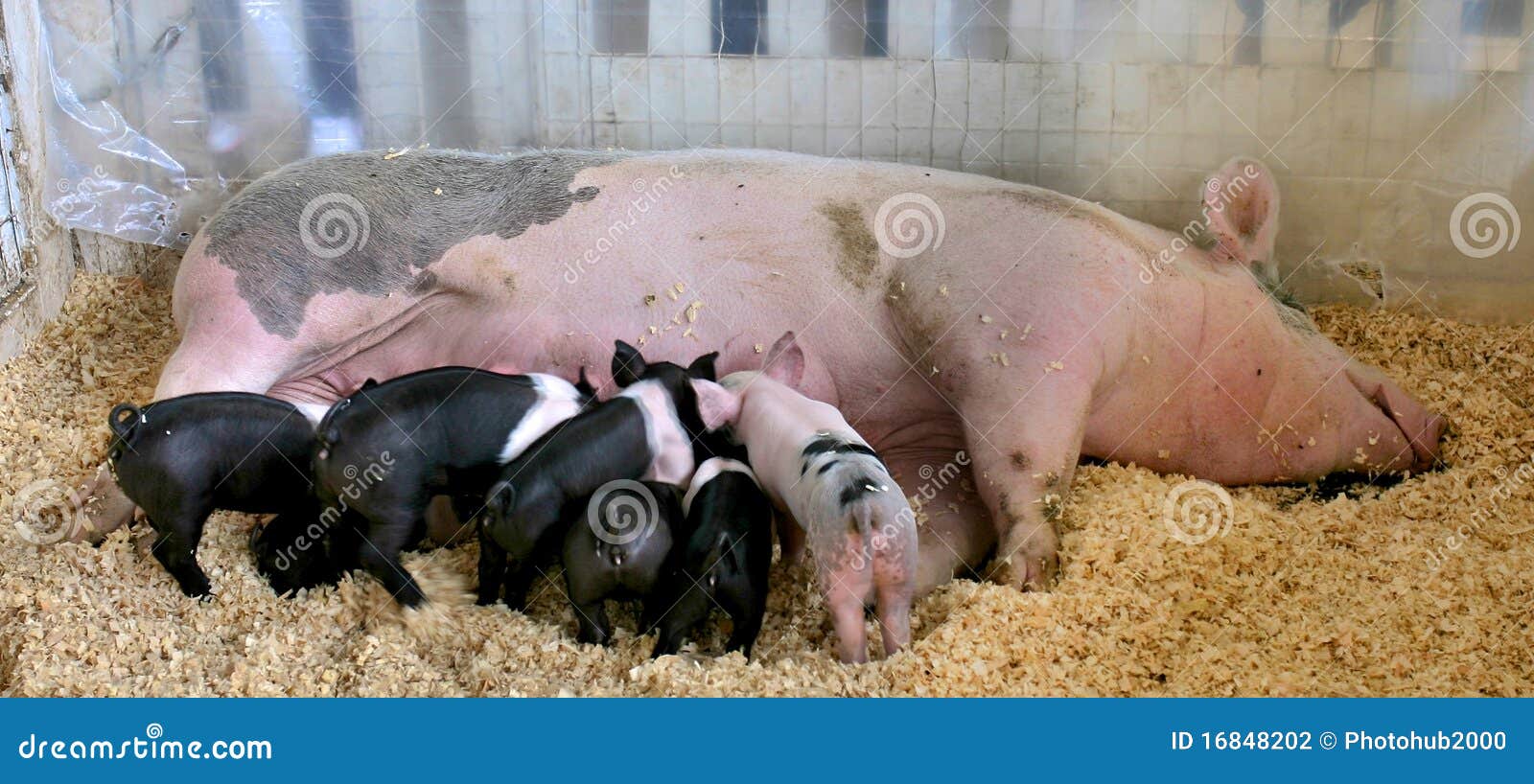 Pig and piglets stock photo. Image of animals, piglets - 16848202