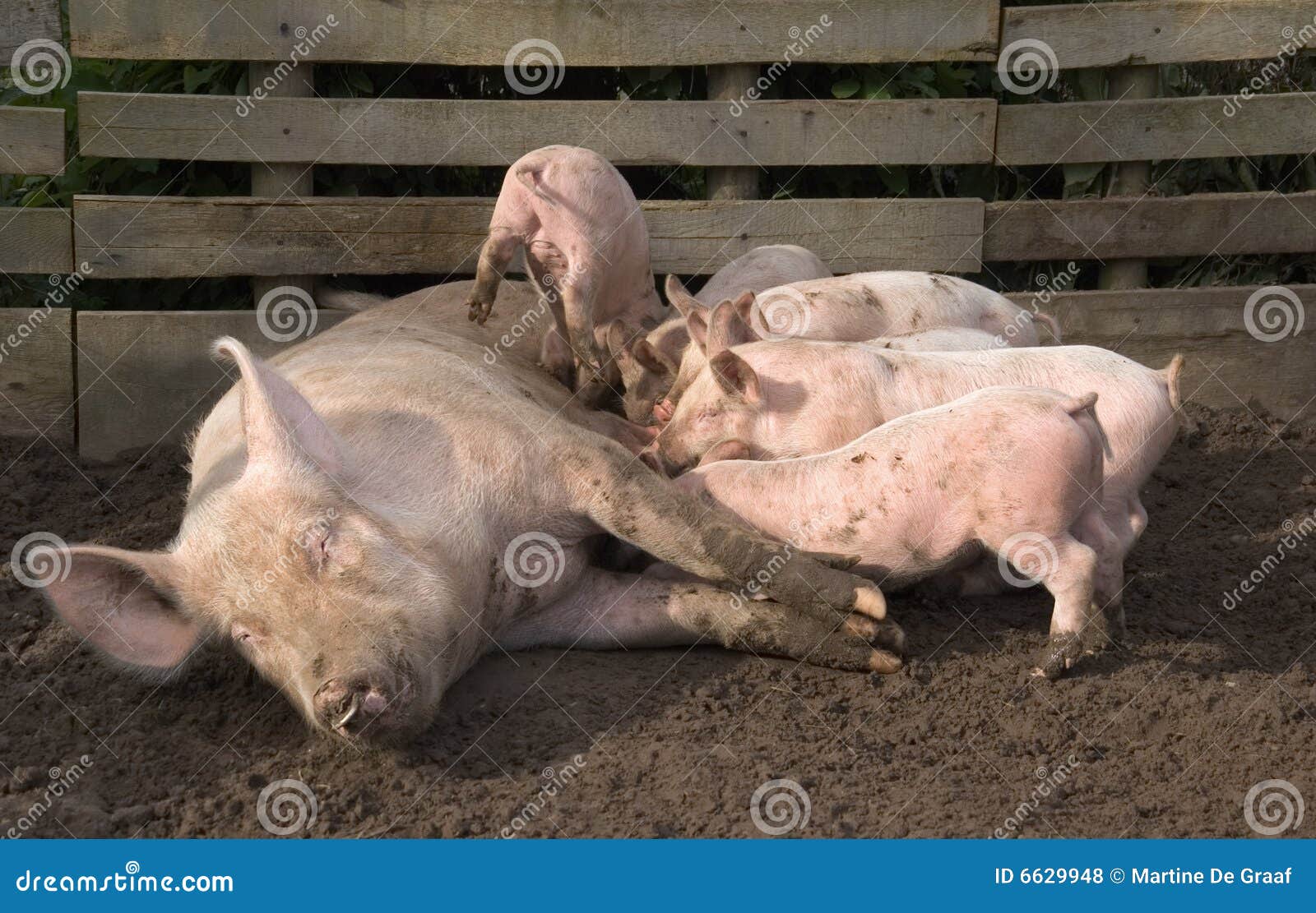 Sow Nursing Her Piglets Stock Photos - Free & Royalty-Free Stock Photos ...