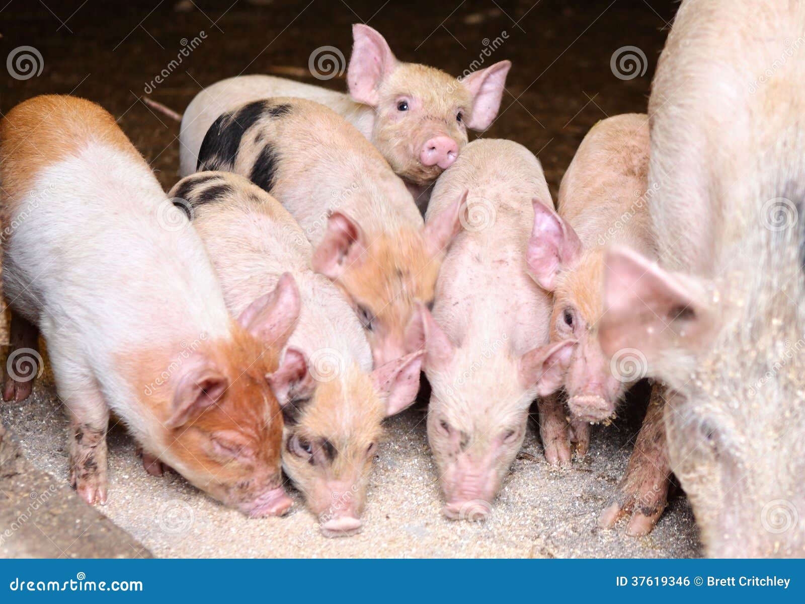 Pig And Piglets Eating Swill Royalty Free Stock Image - Image: 37619346