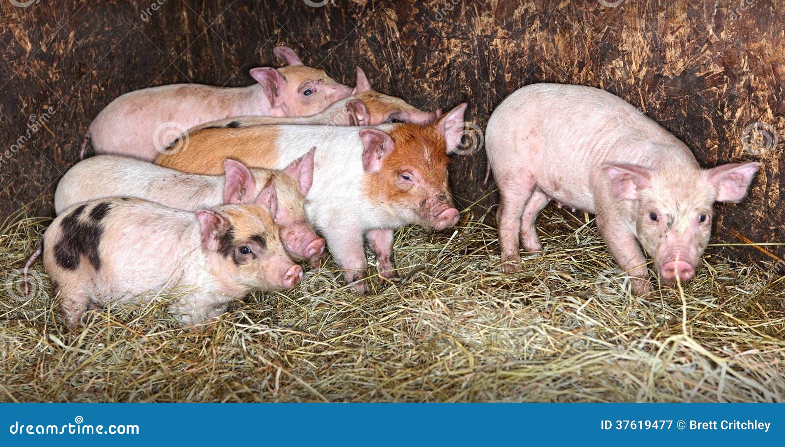 Pig Piglets in pen stock image. Image of close, agricultural - 37619477