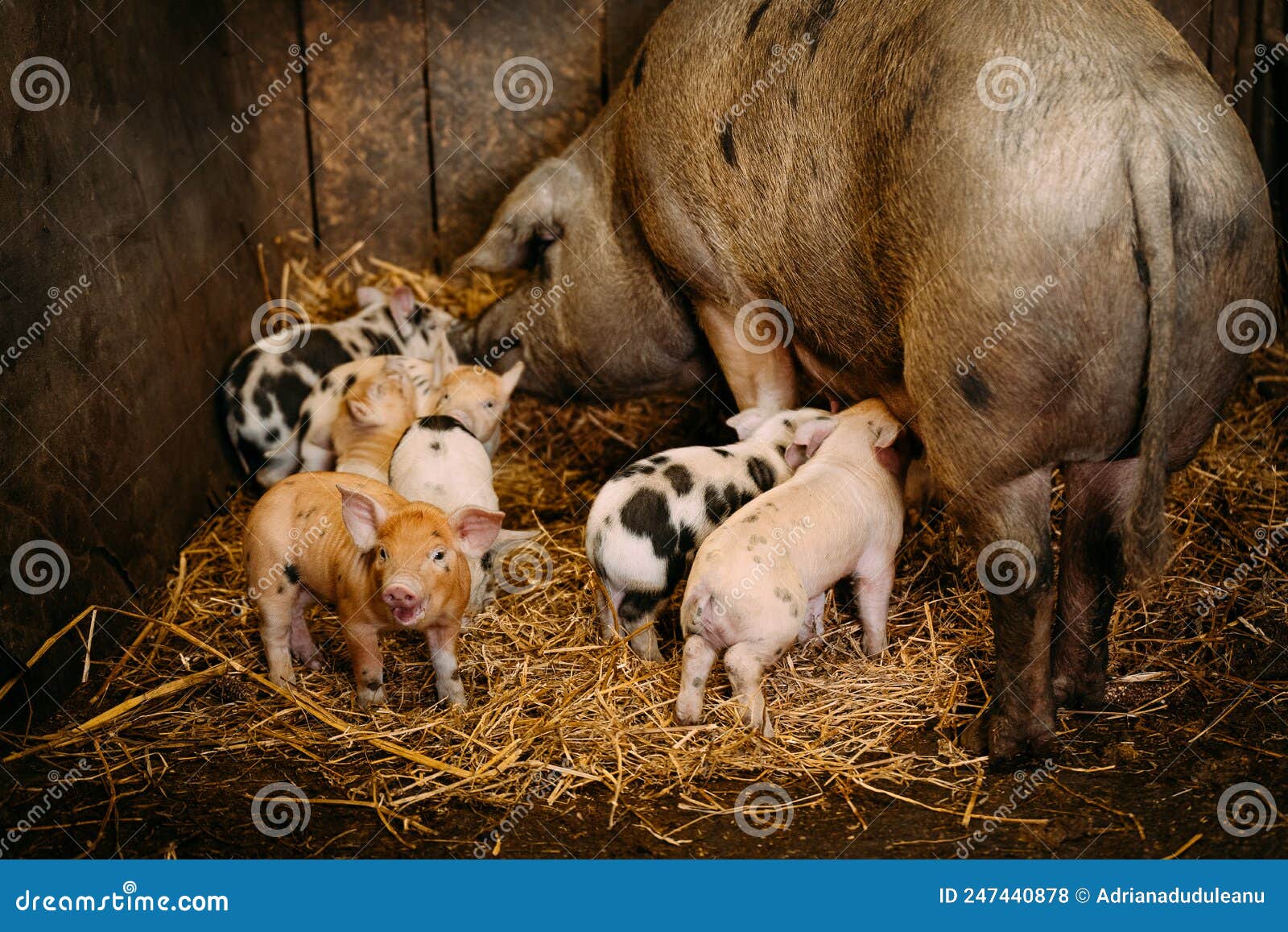 Pig and Piglets in Stable at the Farm Stock Photo - Image of animal ...