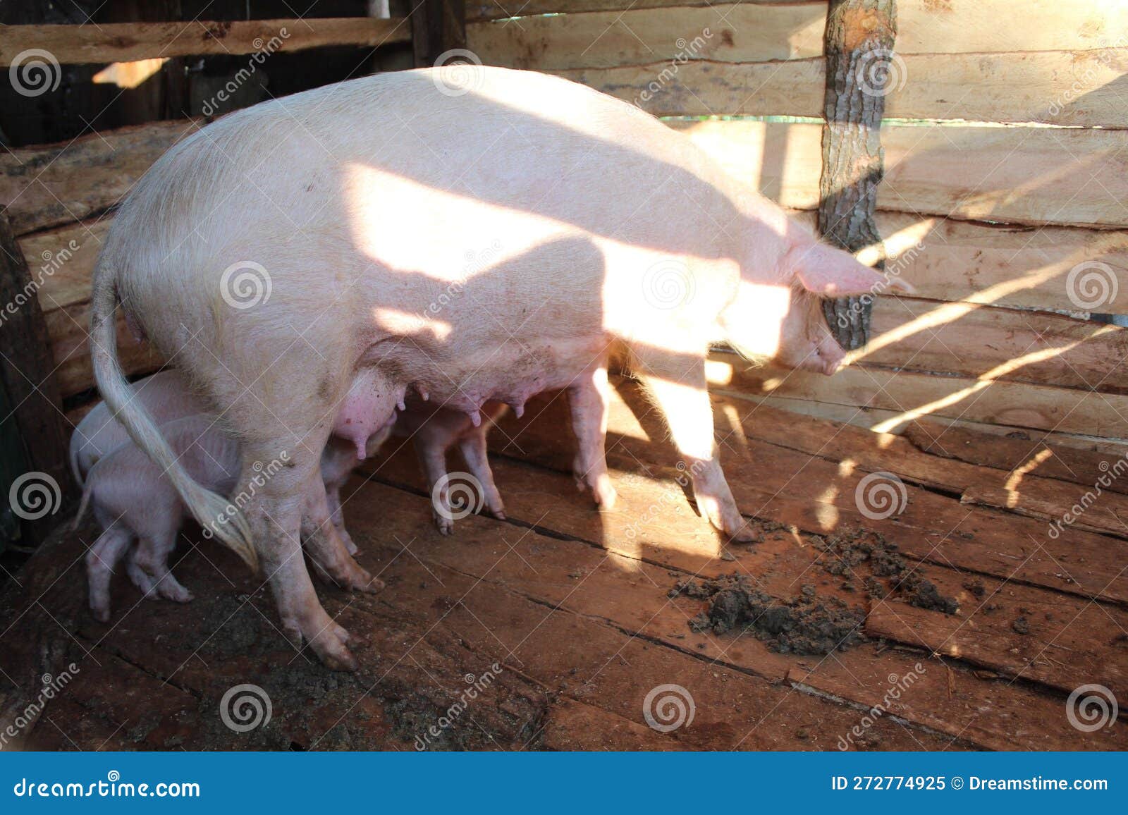 Peaceful Piglets Sleeping Next To Each Other With Their Snouts In The ...