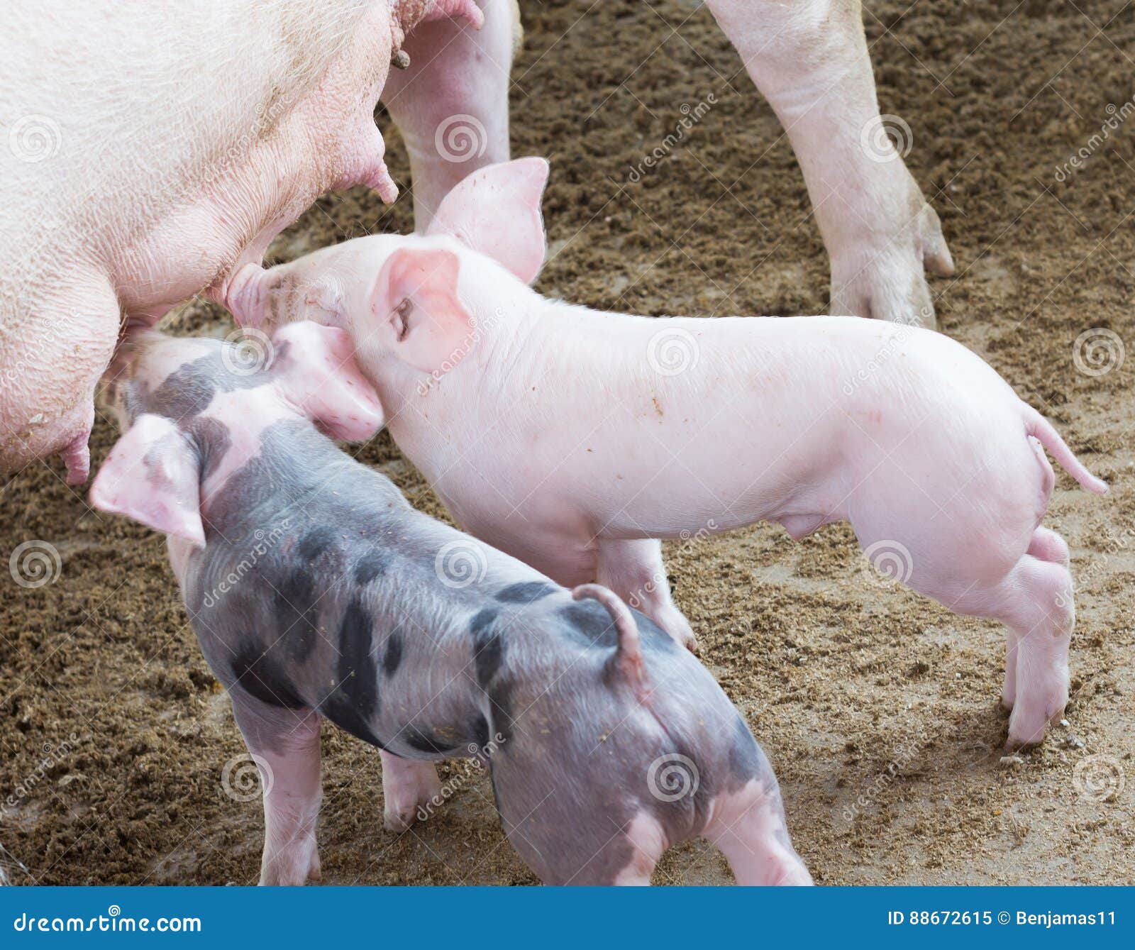 Pig stock image. Image of animals, piglet, baby, shoving - 88672615