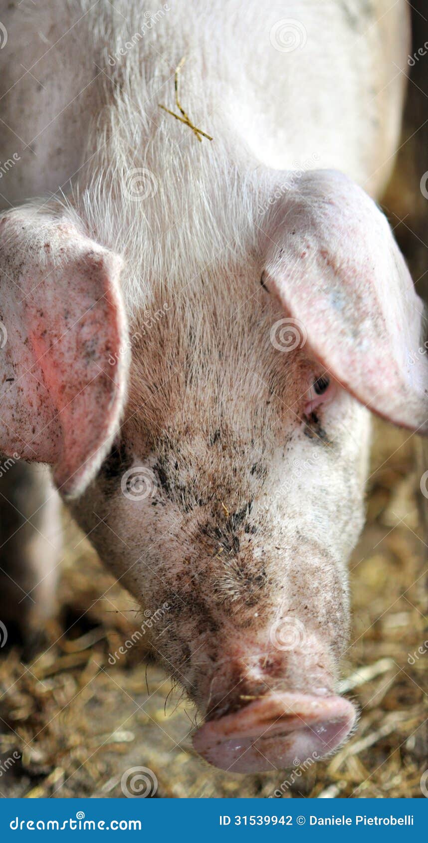 Pig in the pigsty stock photo. Image of curiosity, head - 31539942
