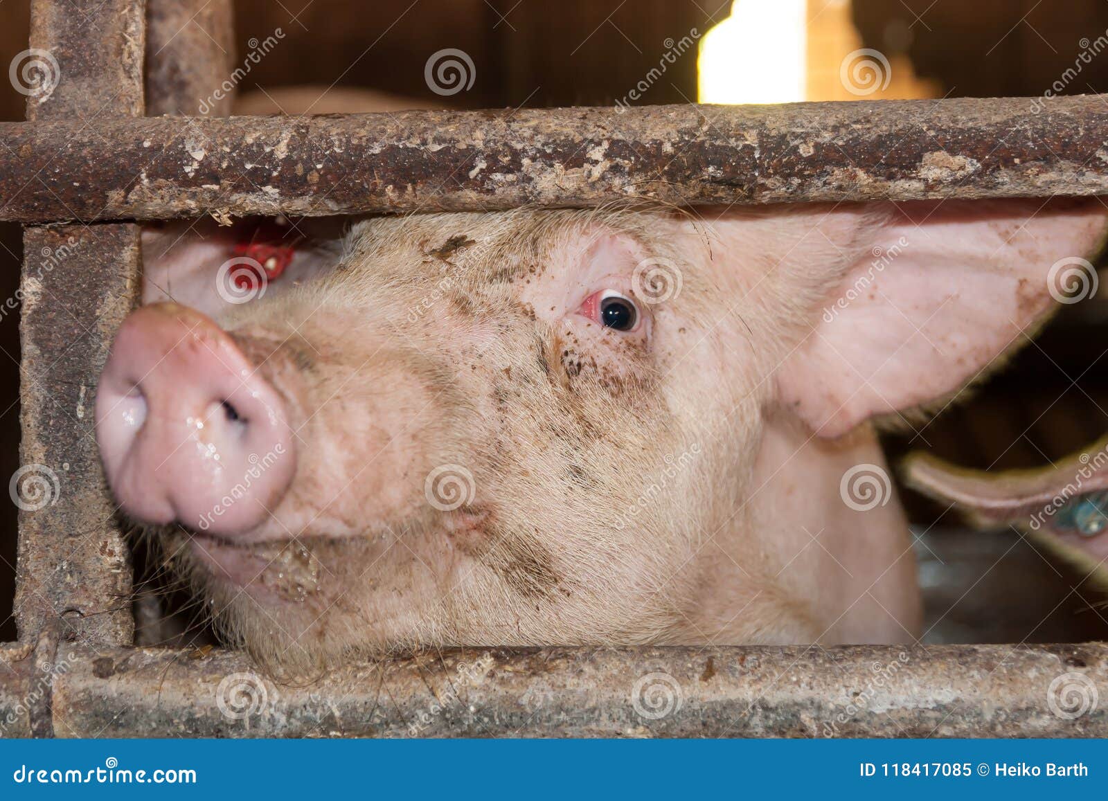Pig in a pigsty stock image. Image of fence, mammal - 118417085