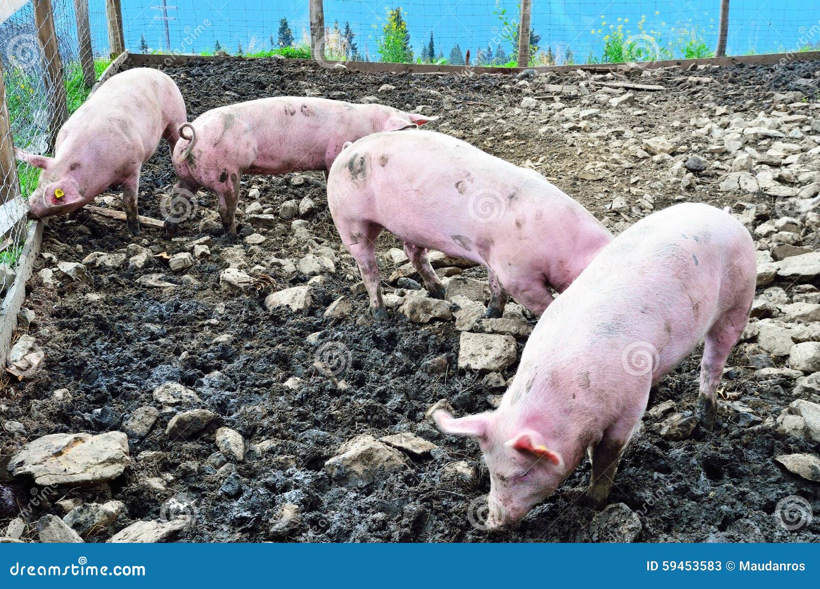 Pig at pigsty stock image. Image of domestic, pigsty - 59453583