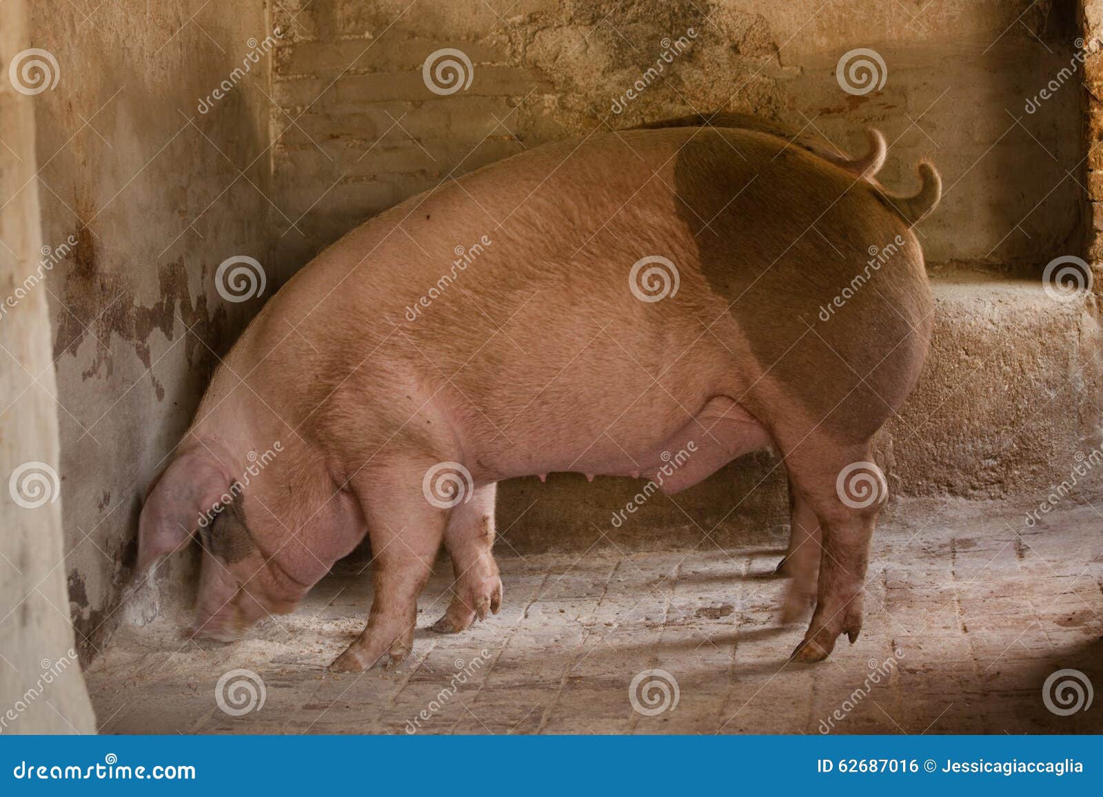Pig in a pigsty stock photo. Image of front, young, country - 62687016