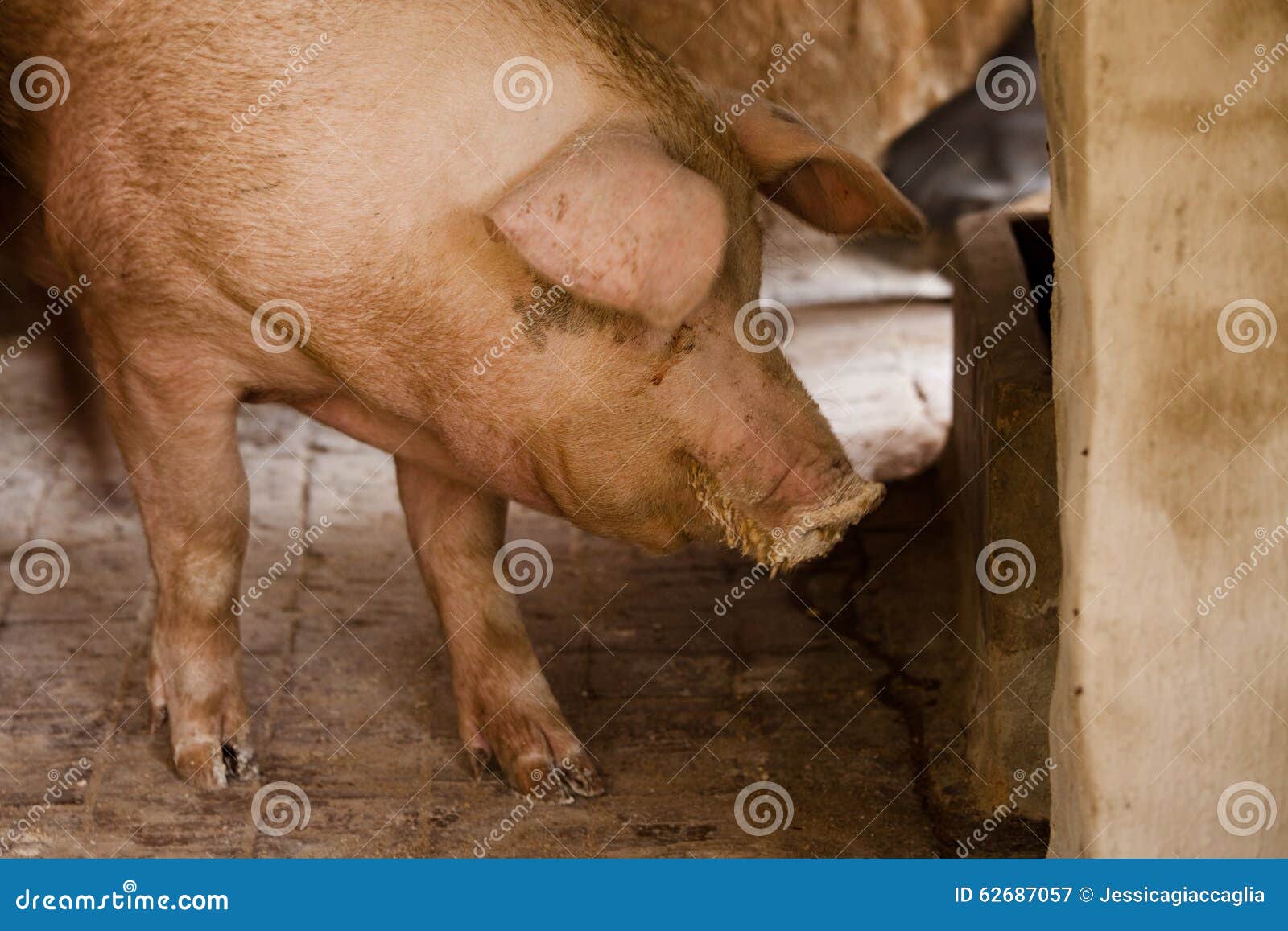 Pig in a pigsty stock image. Image of front, pork, food - 62687057