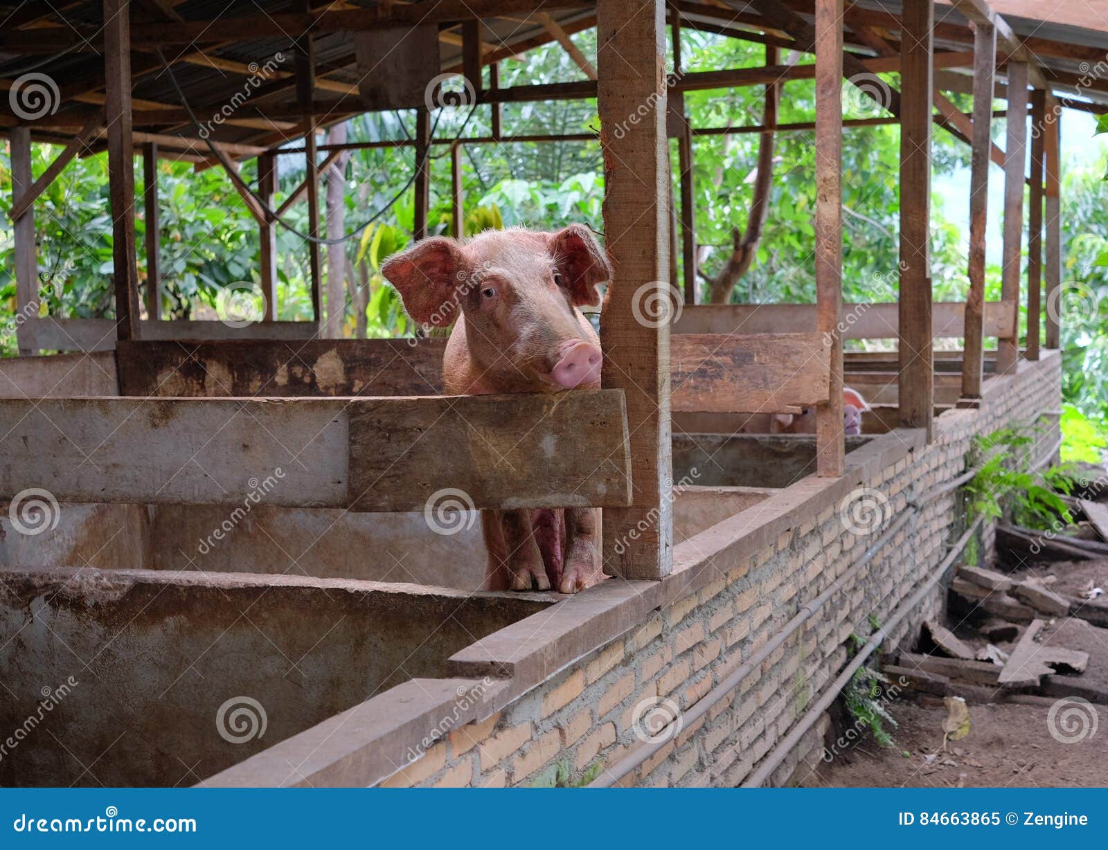 Pig in the pigsty stock image. Image of pork, breeding - 84663865