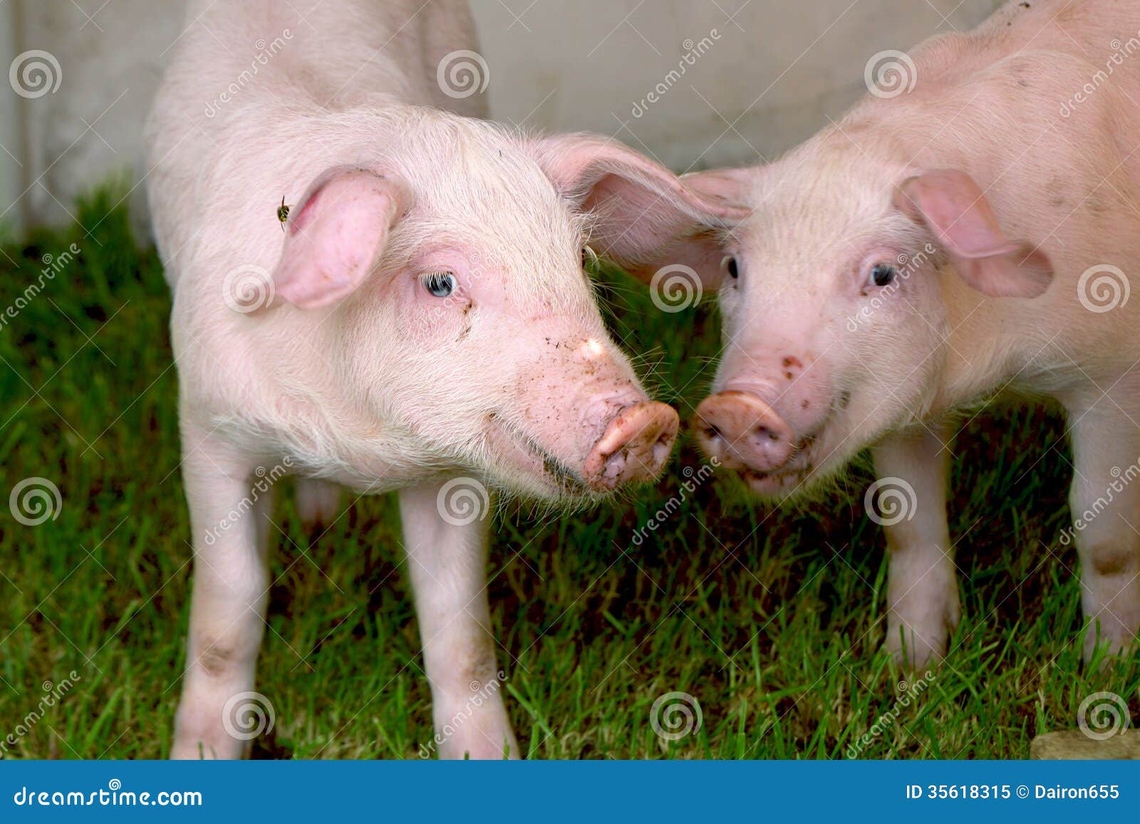 Pig stock image. Image of industrial, farm, breeding - 35618315