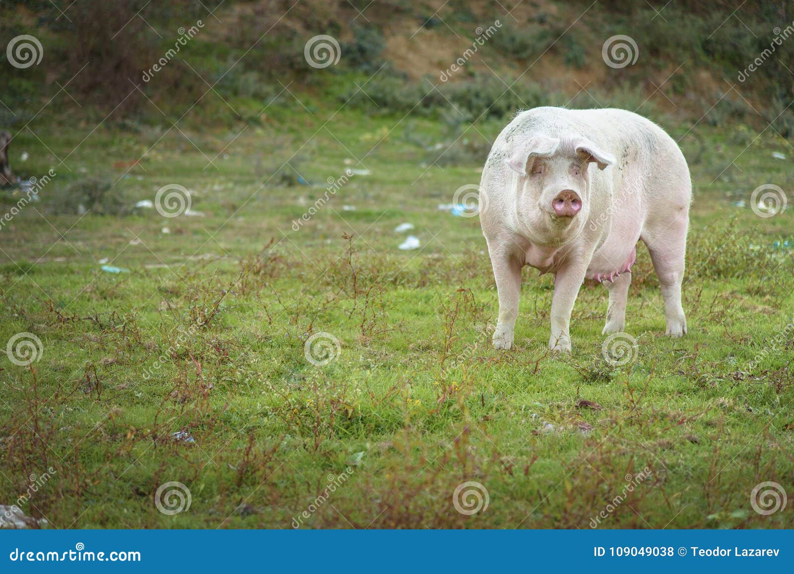 Pig Playing in the Grassy Field Stock Photo - Image of cattle, food ...