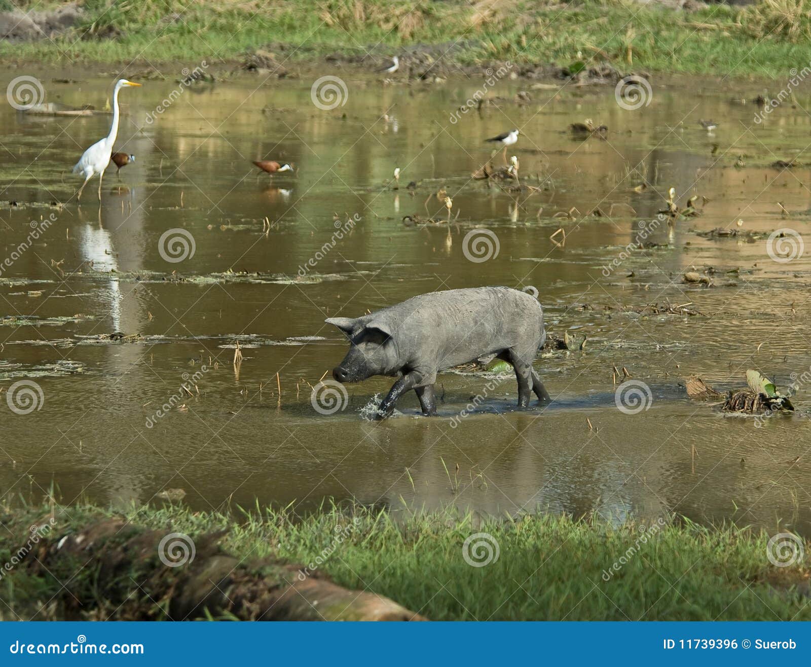 Pig in a Pond stock photo. Image of africa, porcine, reflection - 11739396