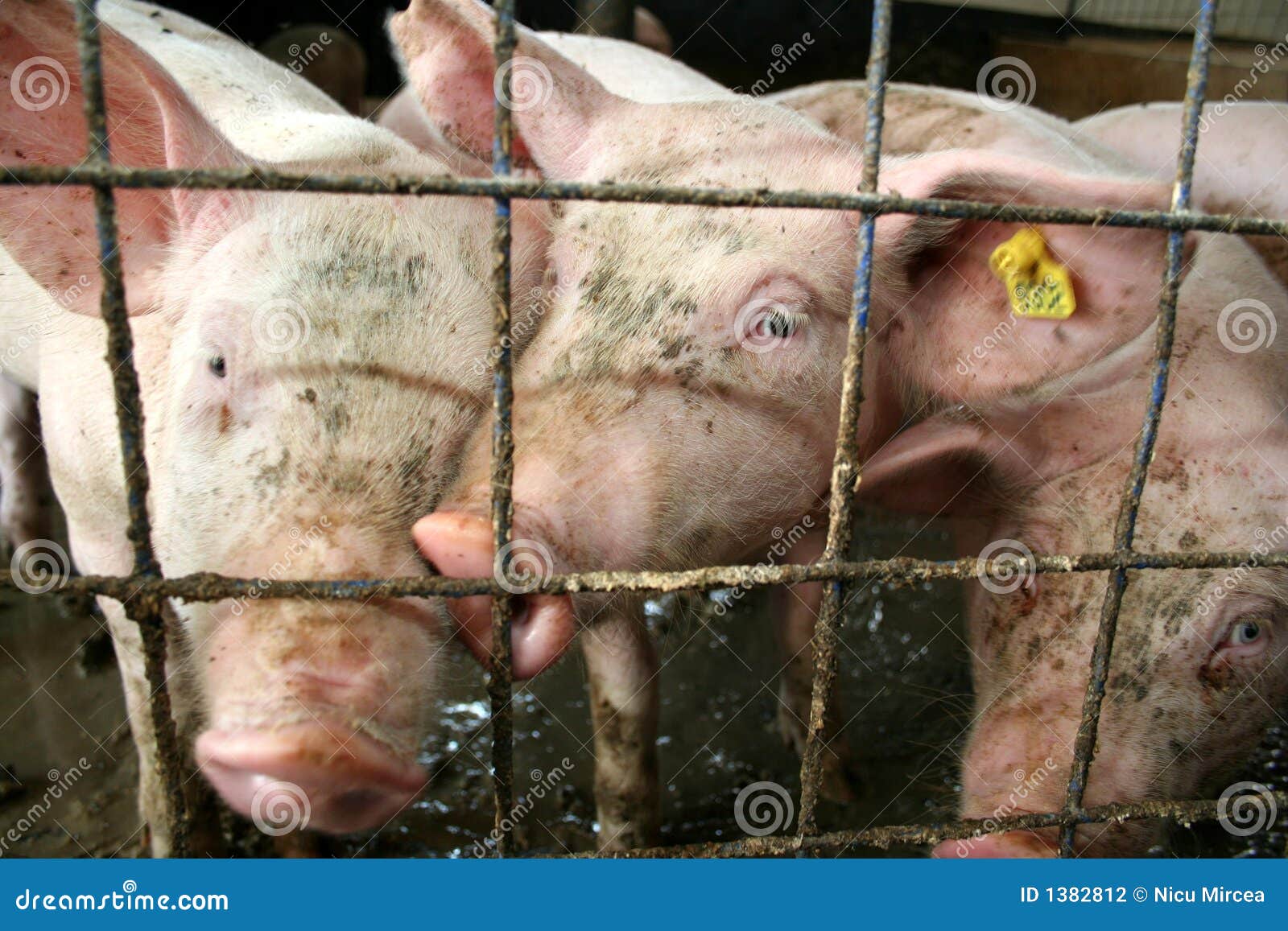 Pig Portrait stock photo. Image of small, animal, pork - 1382812