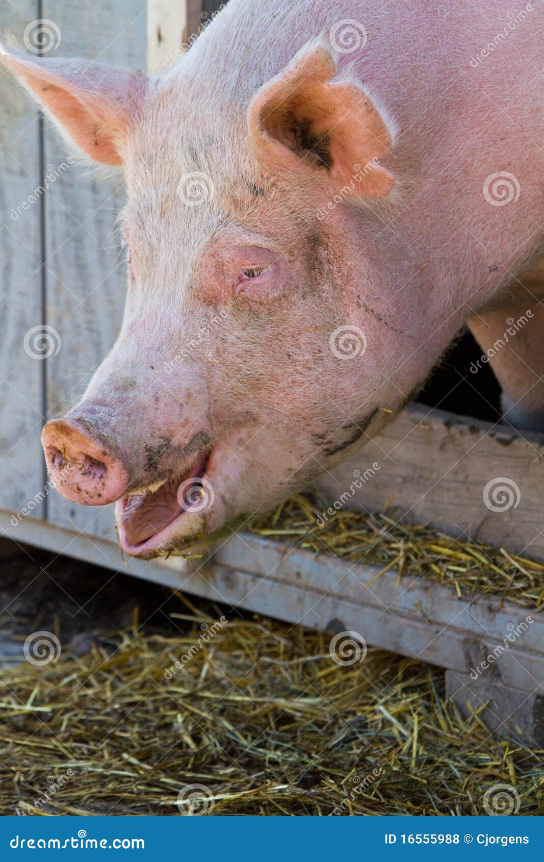 365 Pig Barnyard Stock Photos - Free & Royalty-Free Stock Photos from ...