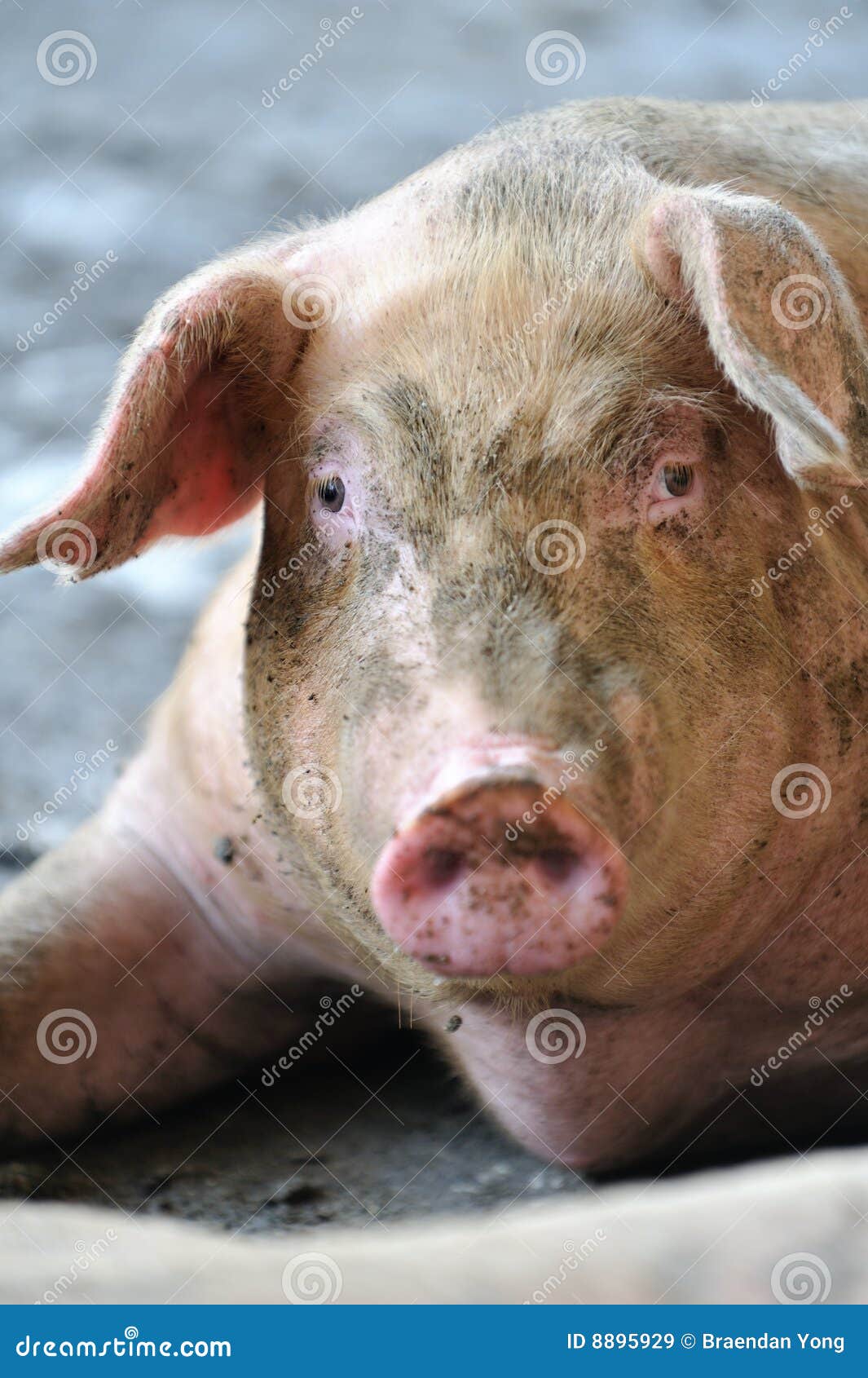 Pig Portrait stock image. Image of female, rear, breed - 8895929