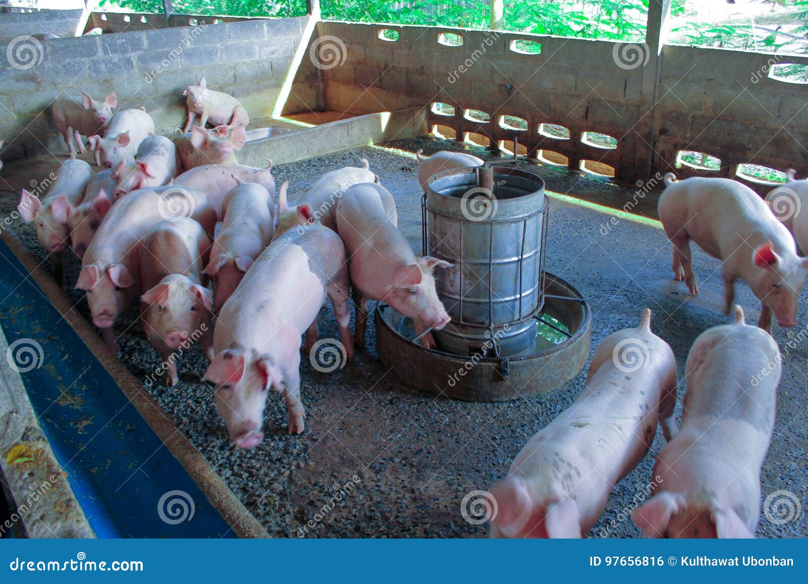 Pig portrait. stock photo. Image of dirty, piglet, piggy - 97656816