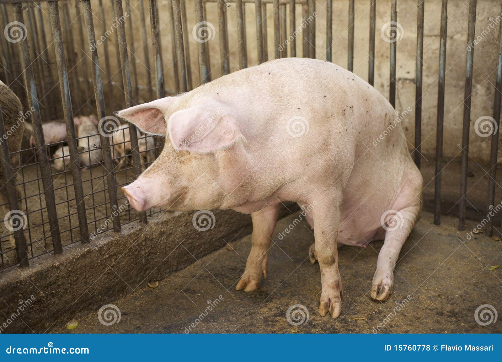 Pig pregnancy stock photo. Image of dirty, farm, barn - 15760778
