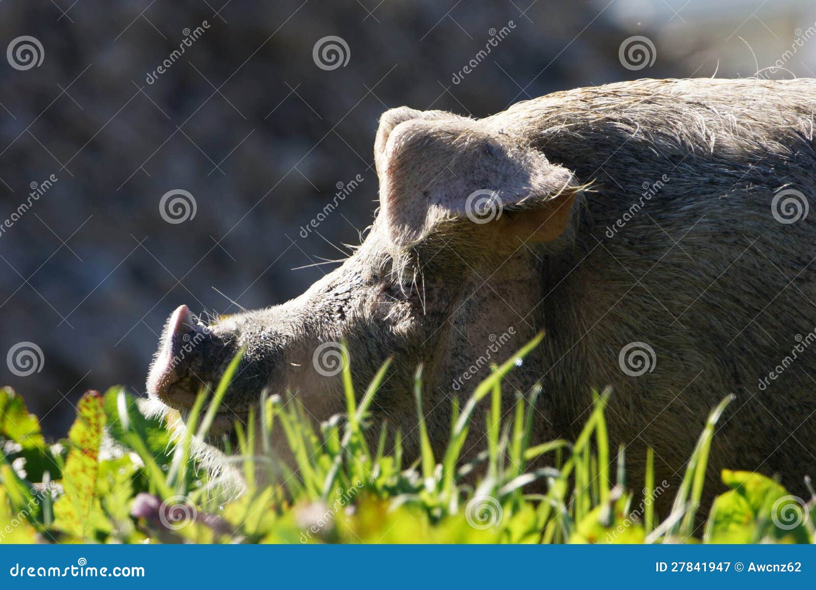 Pig in profile stock image. Image of westland, zealand - 27841947