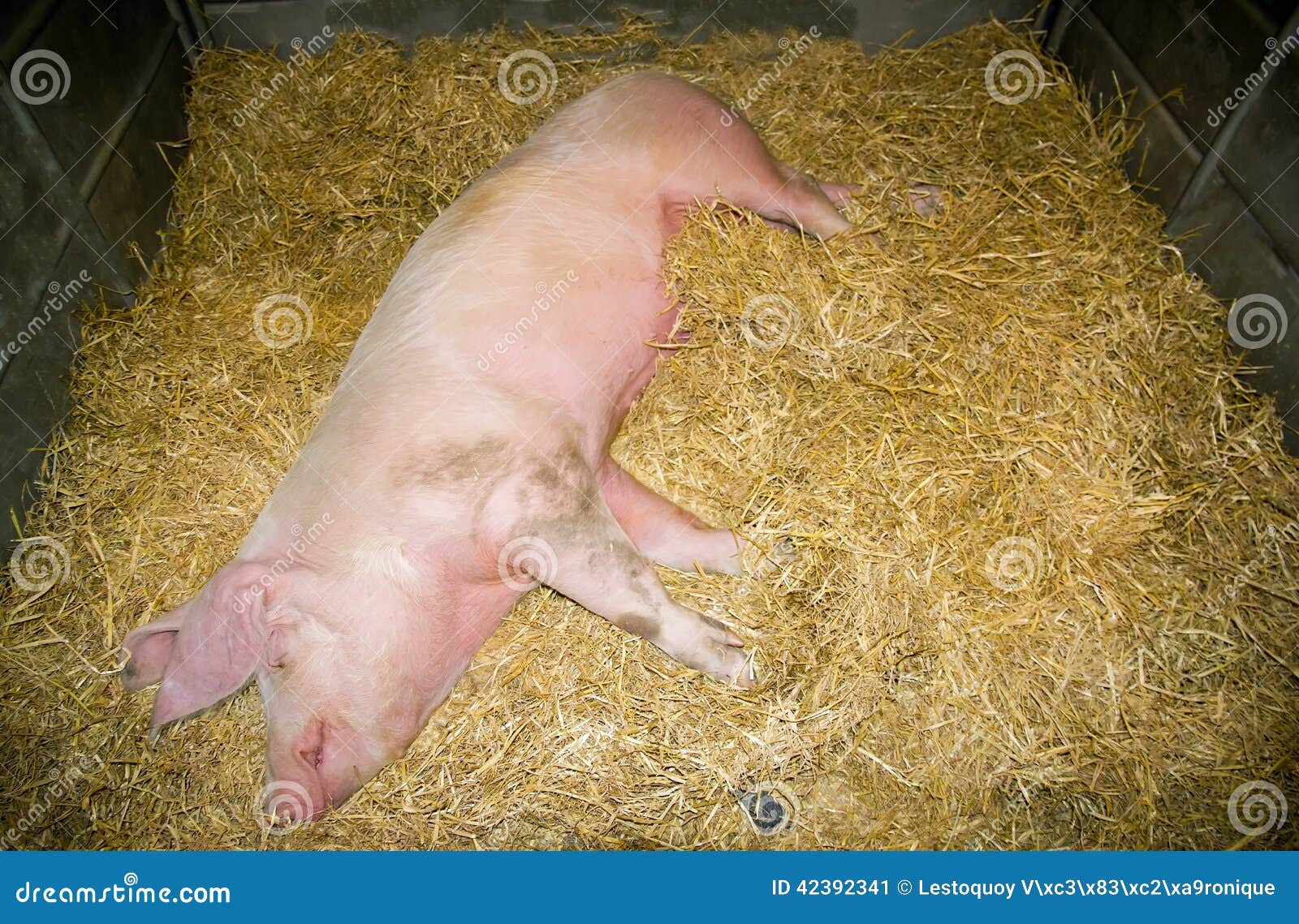 Pig Put To Sleep on the Straw Stock Image - Image of agriculture ...
