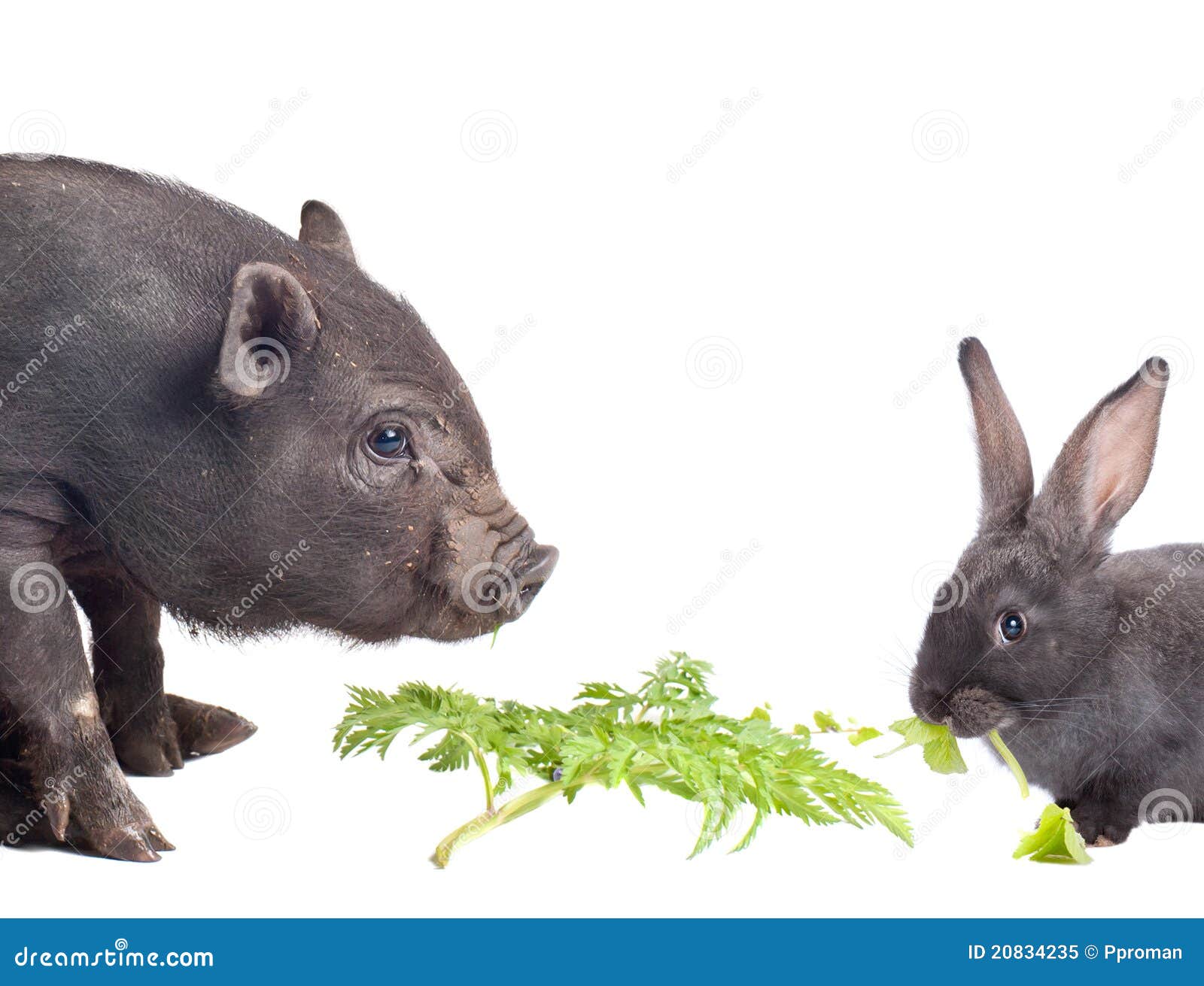 Pig and rabbit stock image. Image of pigs, hear, front - 20834235