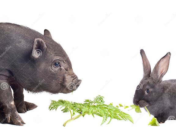 Pig and rabbit stock image. Image of pigs, hear, front - 20834235