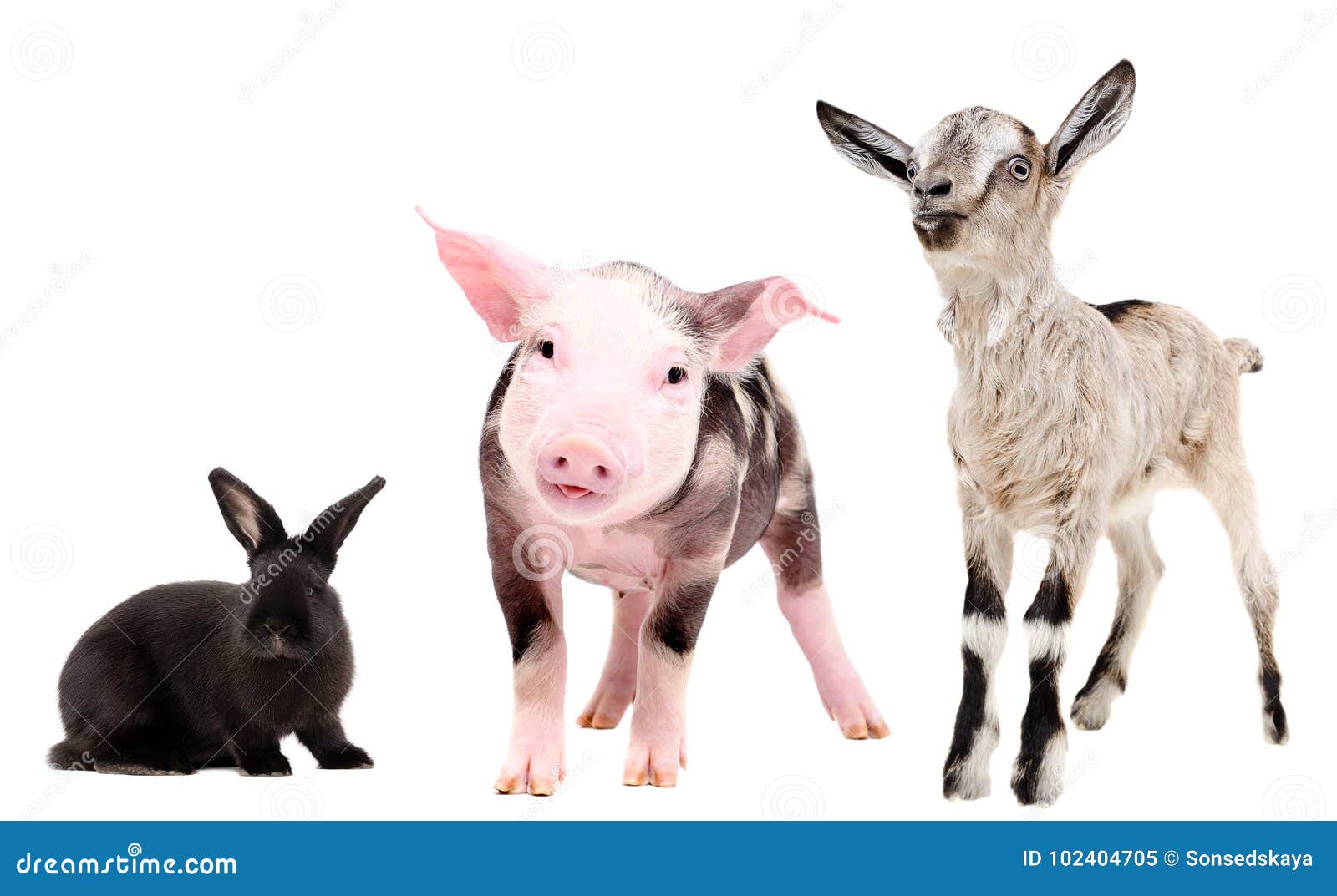 Pig, rabbit and goat stock image. Image of camera, friendship - 102404705