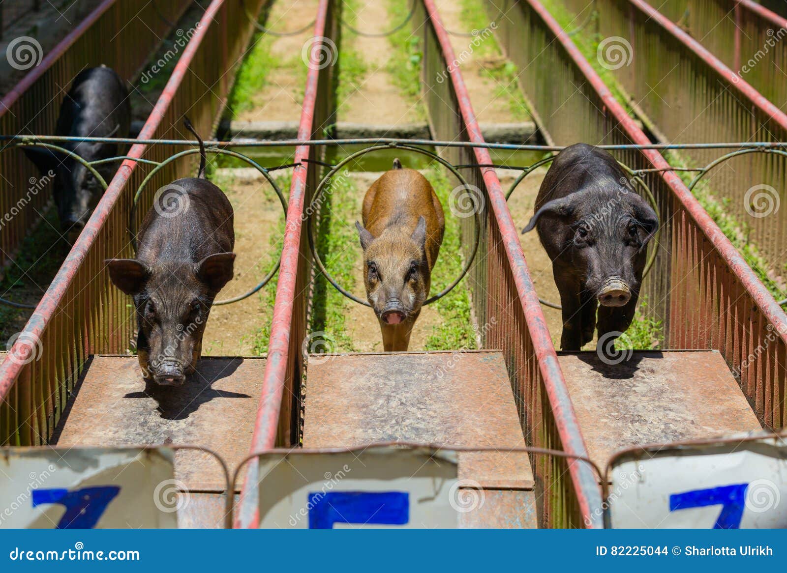 Pig Race at the County Fair Stock Photo - Image of oink, funny: 82225044