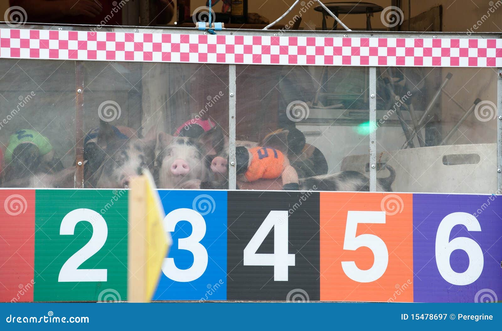 Pig racing stock image. Image of pigs, group, country - 15478697