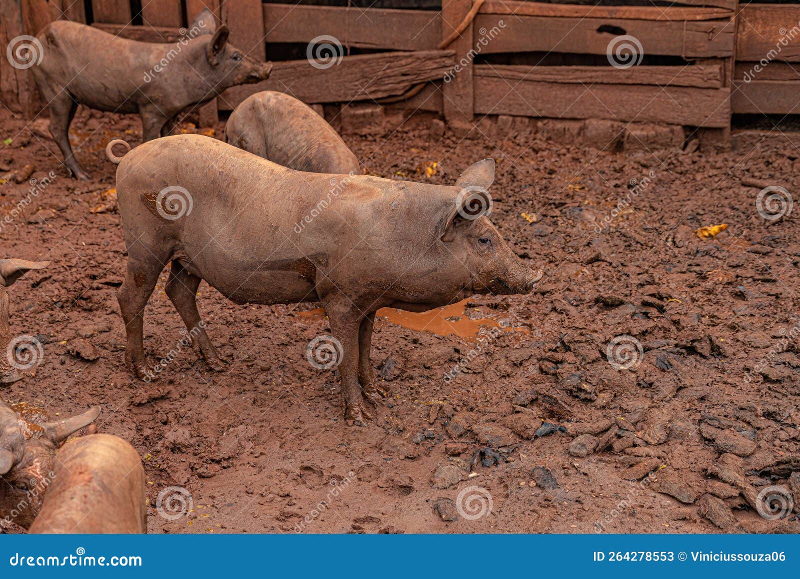 Pig Raised in an Outdoor Pigsty Stock Image - Image of cute ...