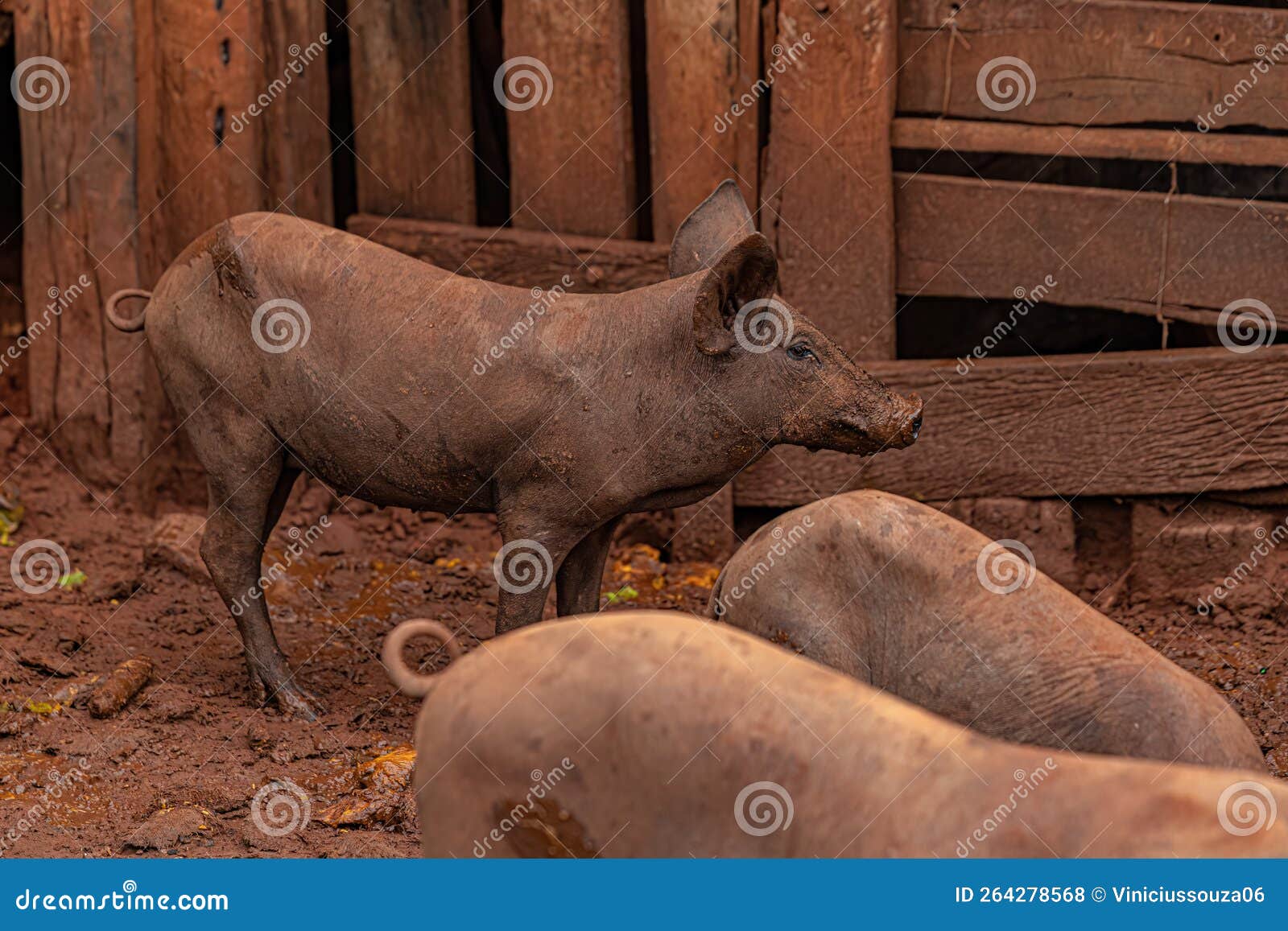 Pig Raised in an Outdoor Pigsty Stock Photo - Image of small, farm ...