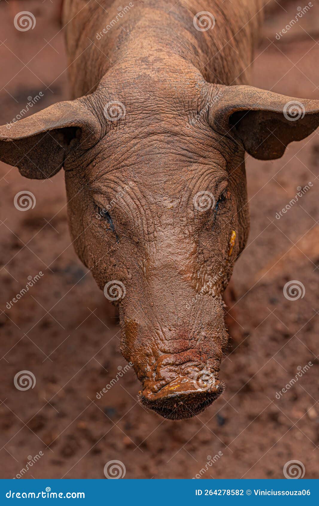Pig Raised in an Outdoor Pigsty Stock Photo - Image of livestock, cute ...