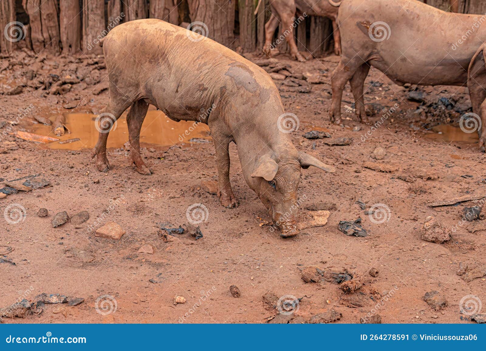 Pig Raised in an Outdoor Pigsty Stock Image - Image of farming, mammal ...