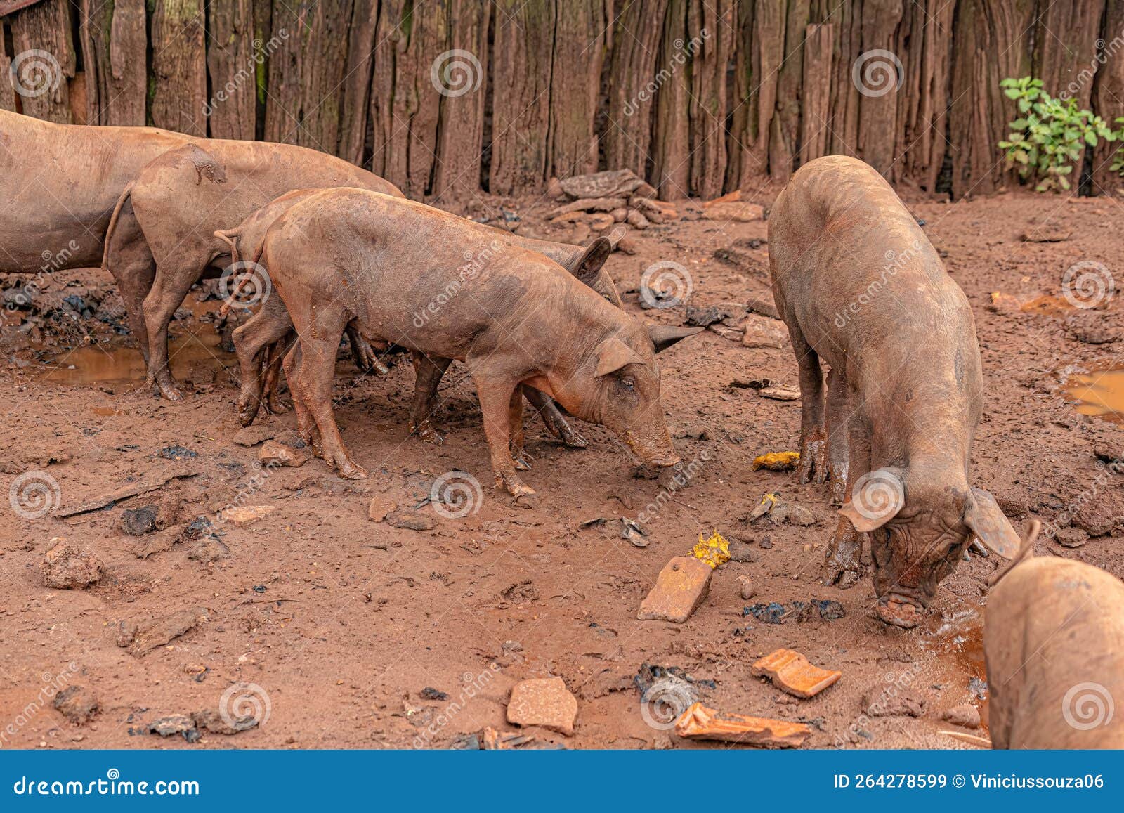 Pig Raised in an Outdoor Pigsty Stock Image - Image of pork, mammal ...