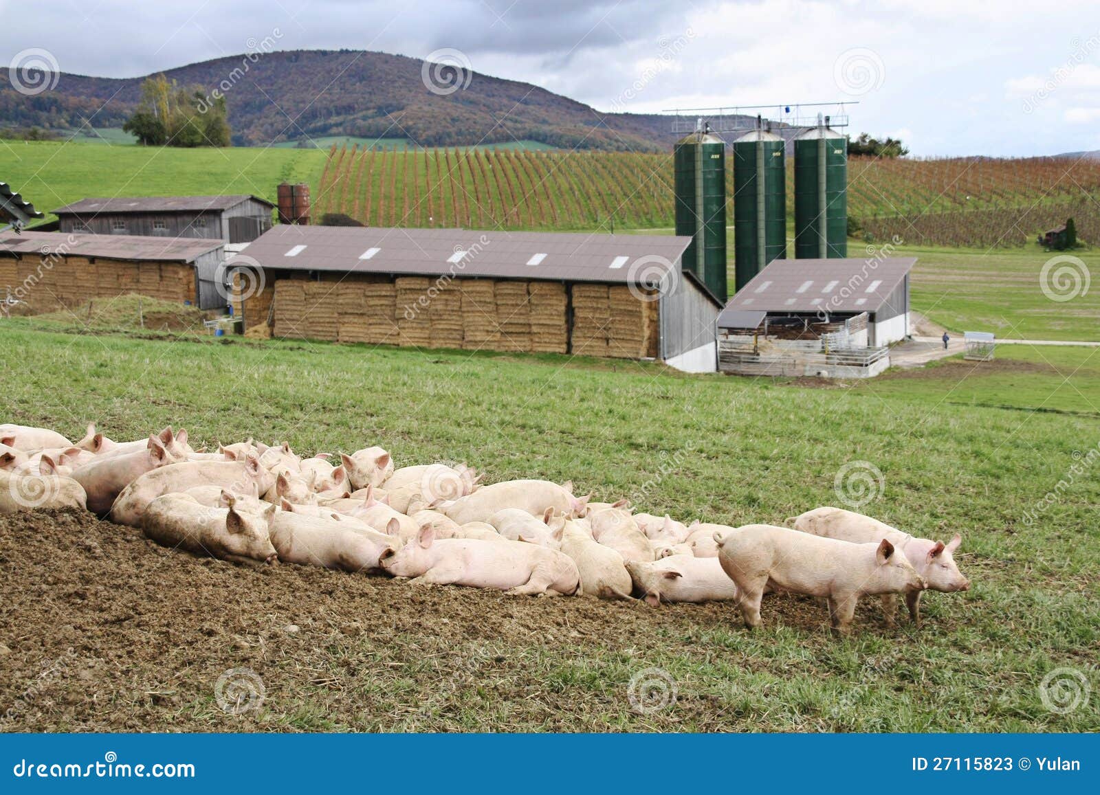 Pig raising stock image. Image of sleeping, animal, farmer - 27115823